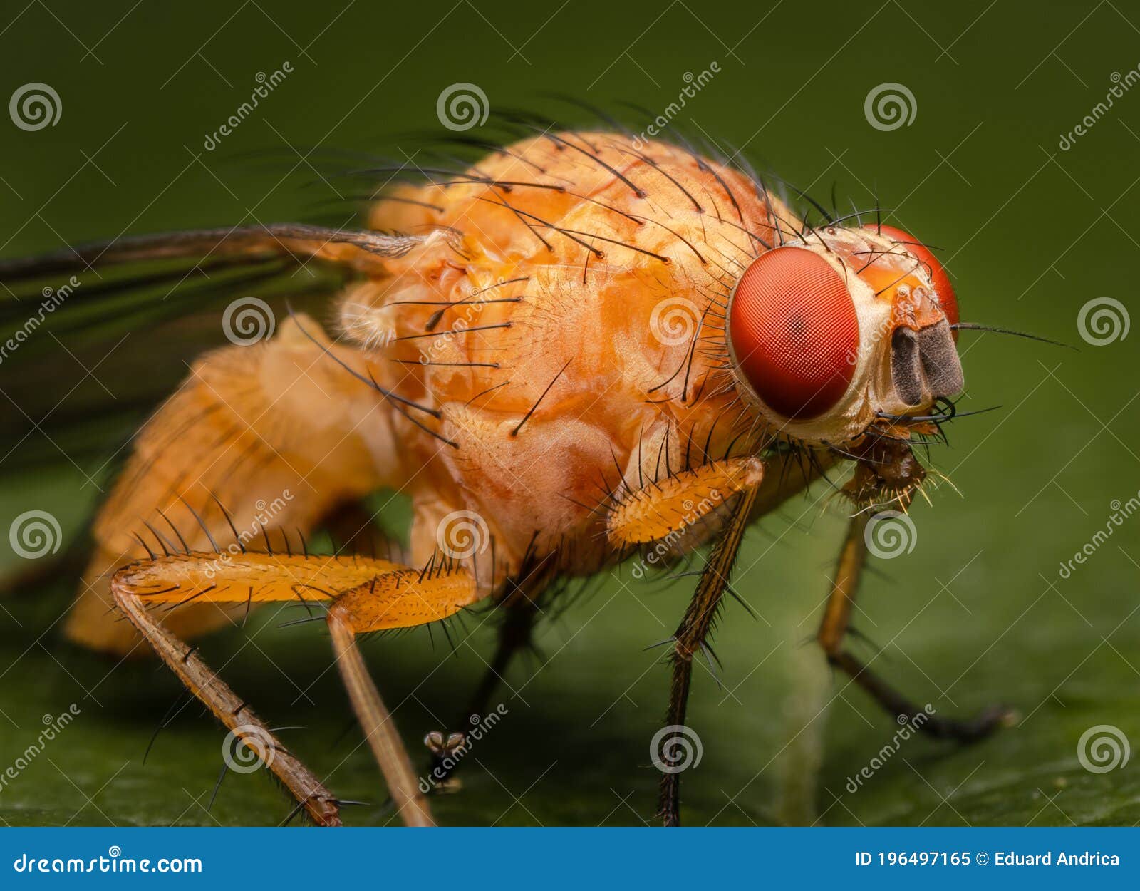 Fruit fly macro stock image. Image of legs, insect, macro - 196497165