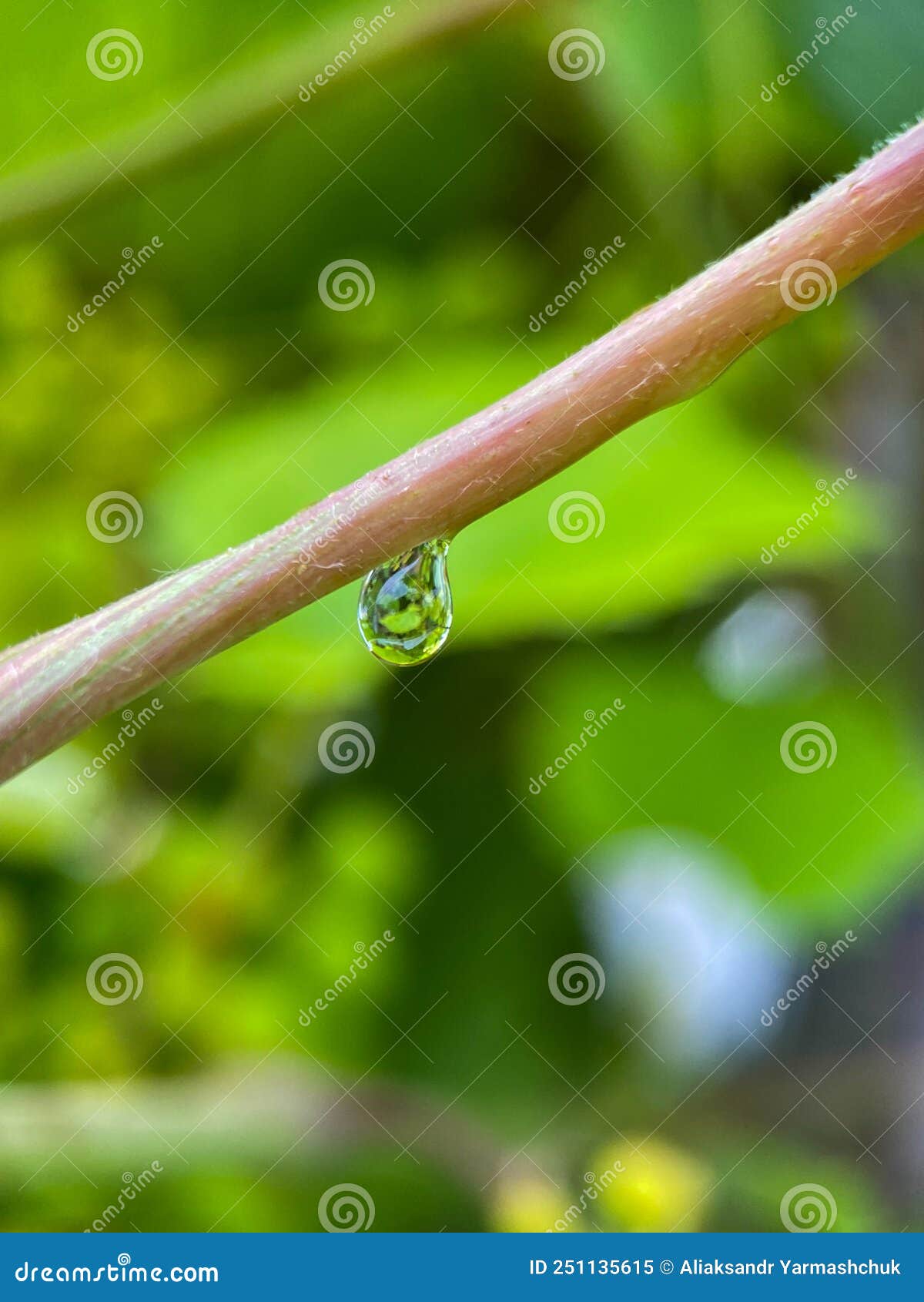 Macrophotography of a Drop of Water on a Vine Stock Image - Image of ...