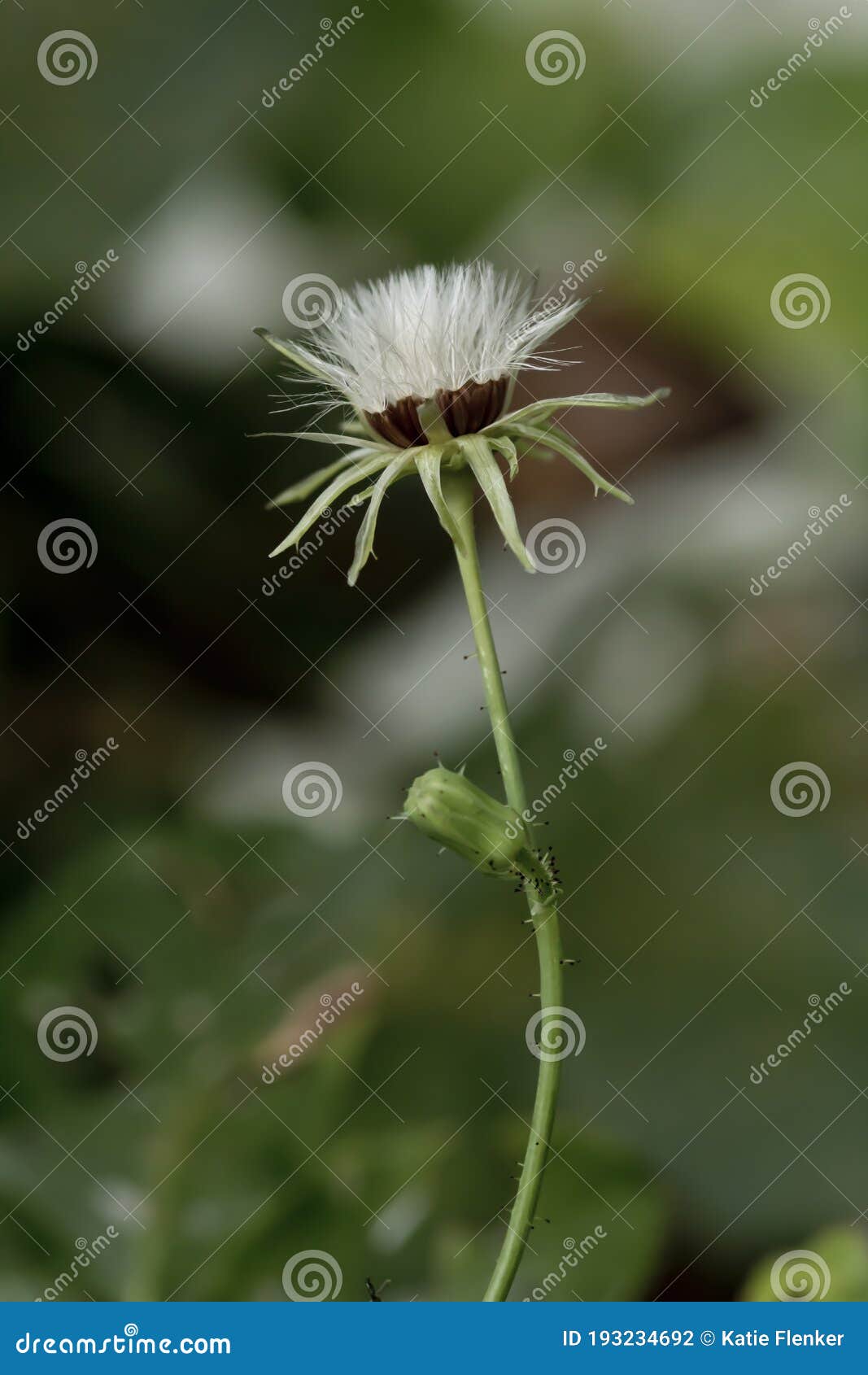 Fluffy white weed stock photo. Image of vertical, weed - 193234692