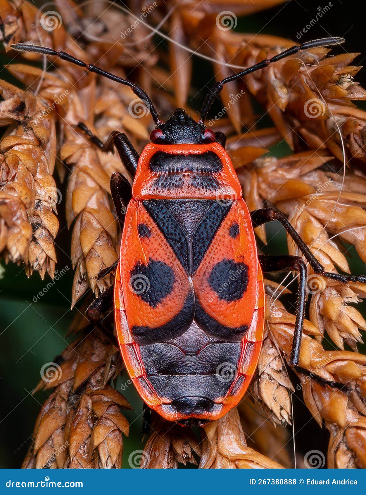 Red and black insect stock photo. Image of nature, black - 267380888