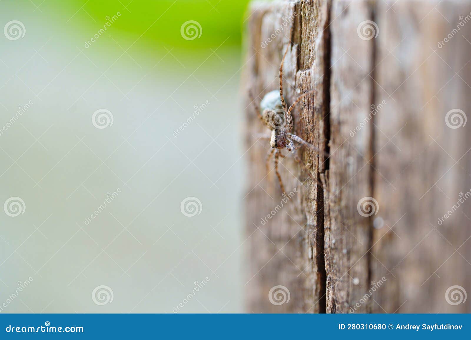 Macrophotography. a Small Gray Spider on a Tree Stump. Stock Photo ...
