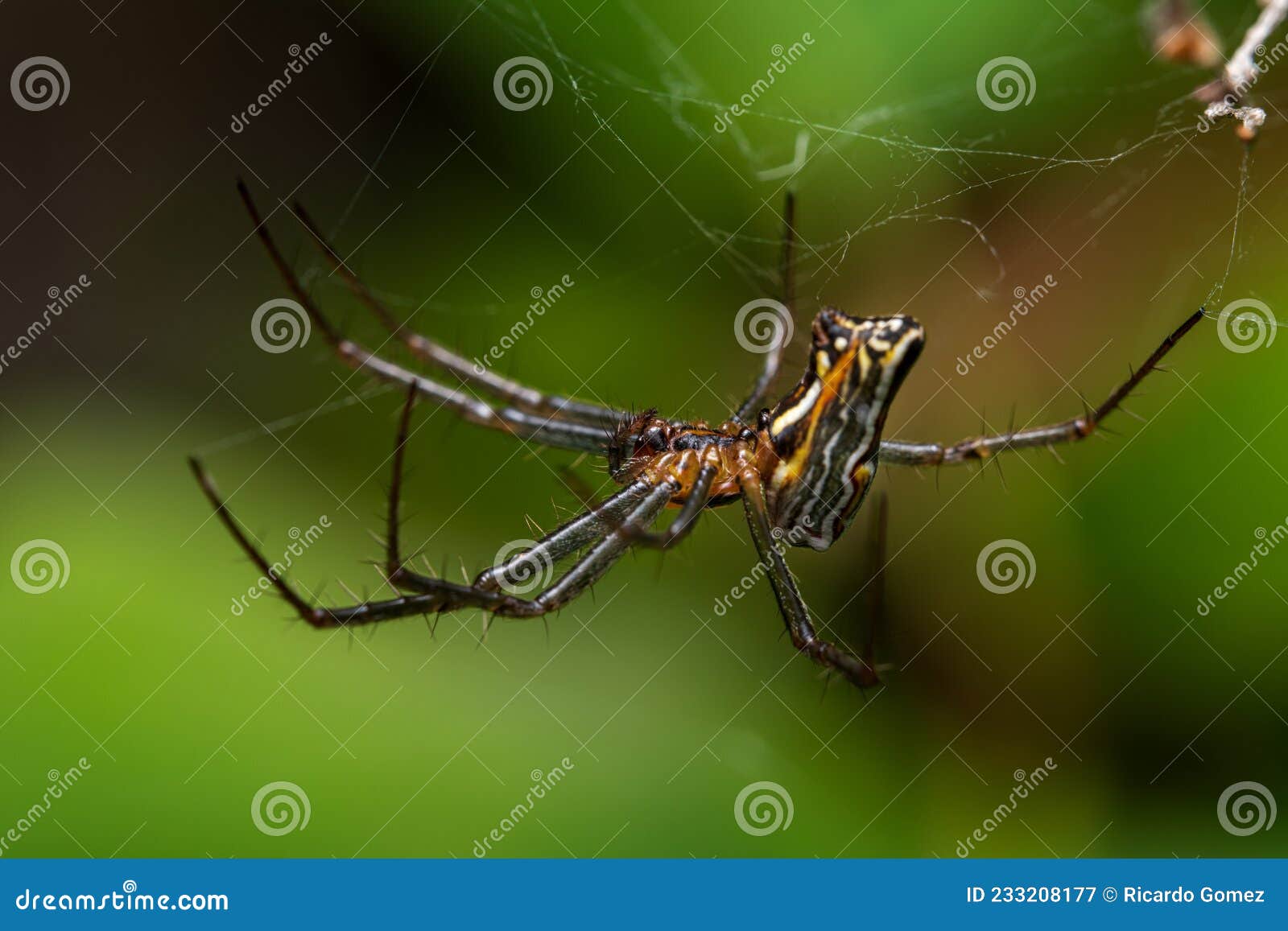Spider Hanging Out on Its Web Stock Image - Image of spiderweb, green ...