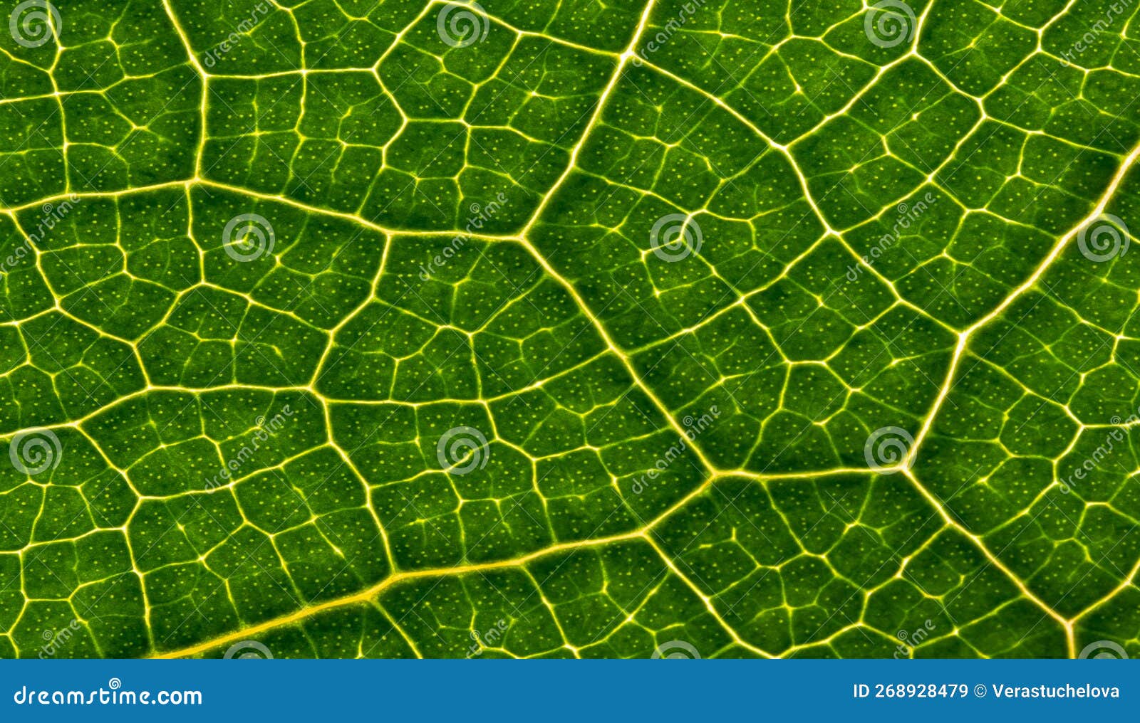 Macrophotography of a Tropical Leaf - Leaf Texture, Leaf Background ...