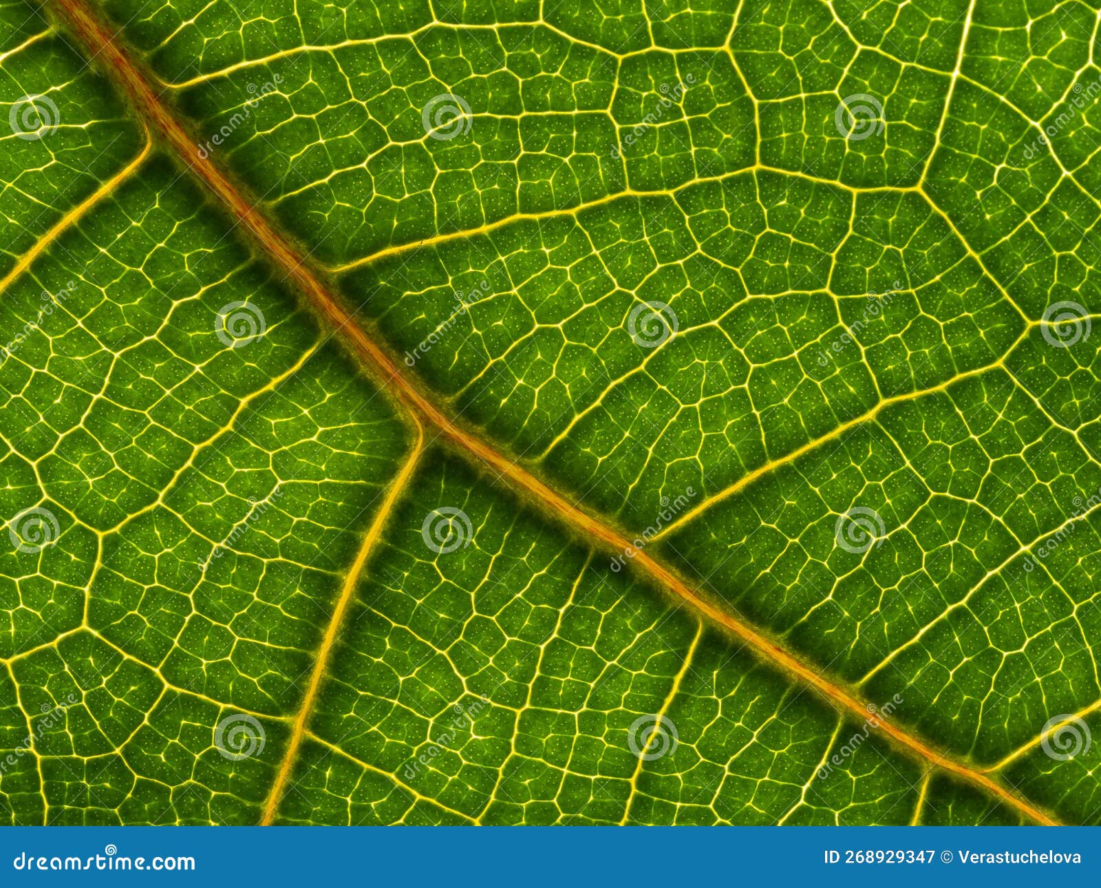 Macrophotography of a Tropical Leaf - Leaf Texture, Leaf Background ...
