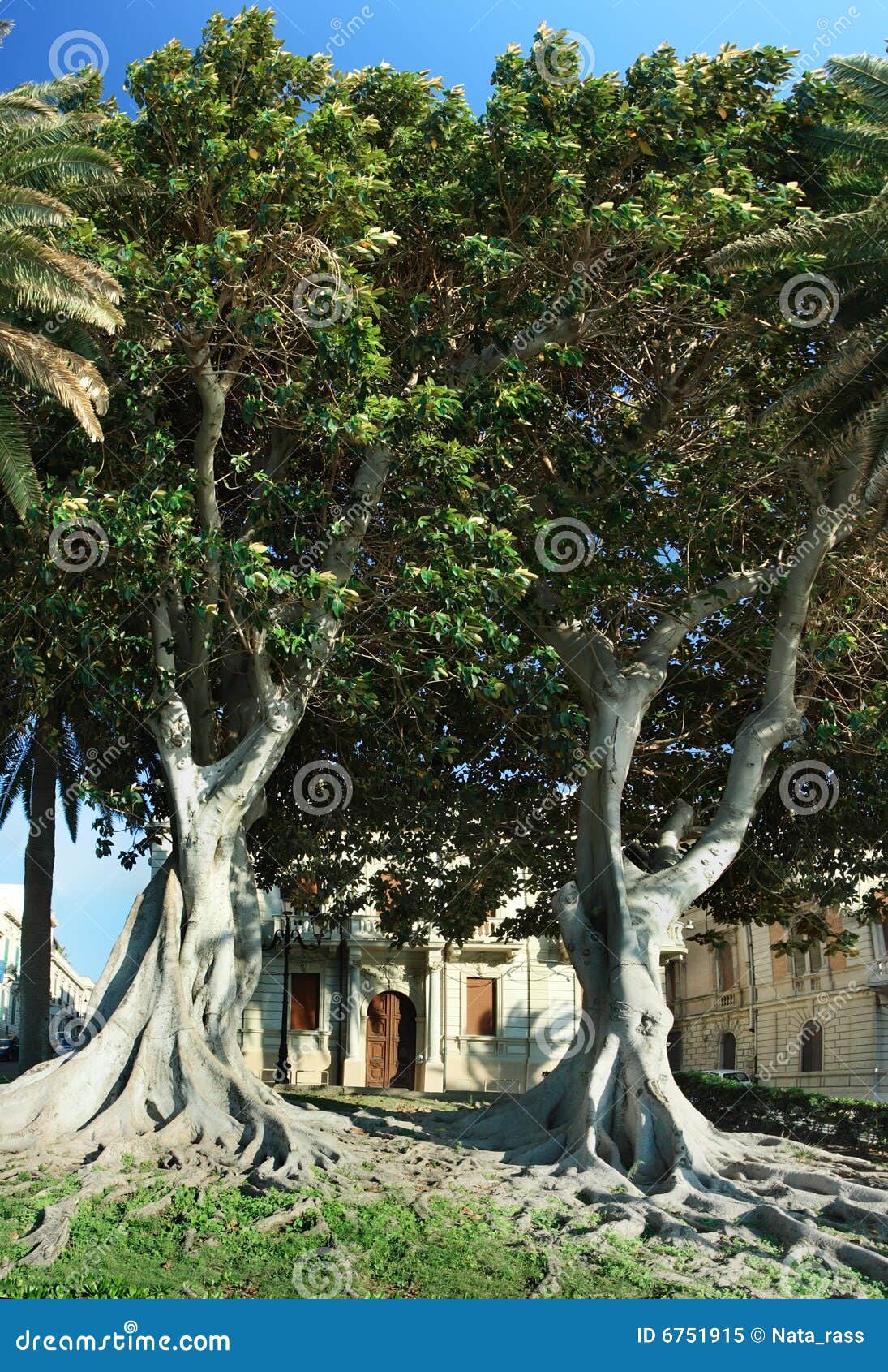 Macrophylla Enorme Del Ficus Due Immagine Stock - Immagine di ...