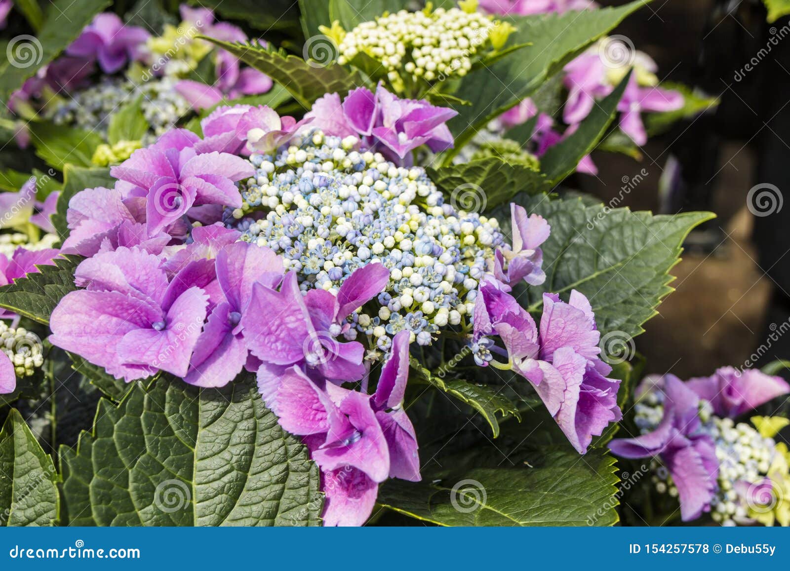 Macrophylla Hydrangea Teller Blue Flowers Close-up. Stock Photo - Image ...