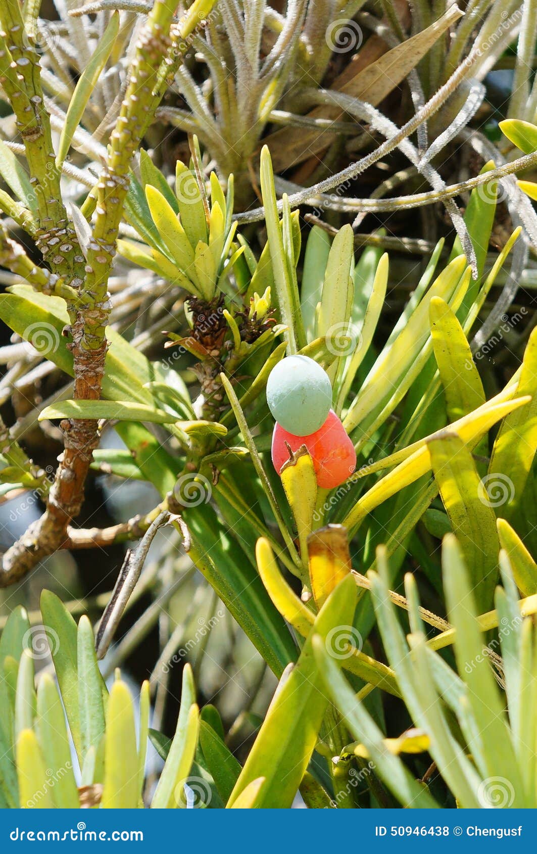 Macrophyllus Del Podocarpus Foto de archivo - Imagen de escala ...