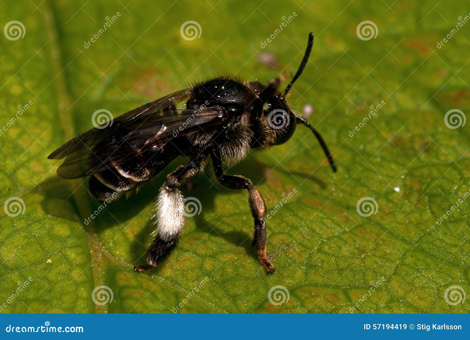 Macropis europaea Bee stock image. Image of female, green - 57194419