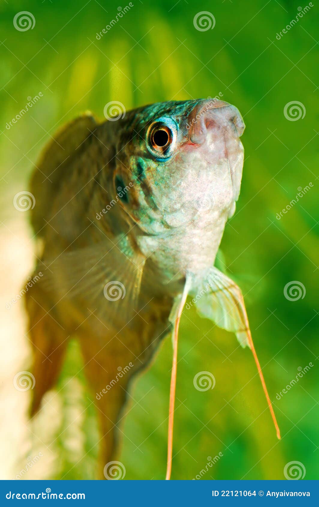 Macropodus opercularis stock photo. Image of labirint - 22121064