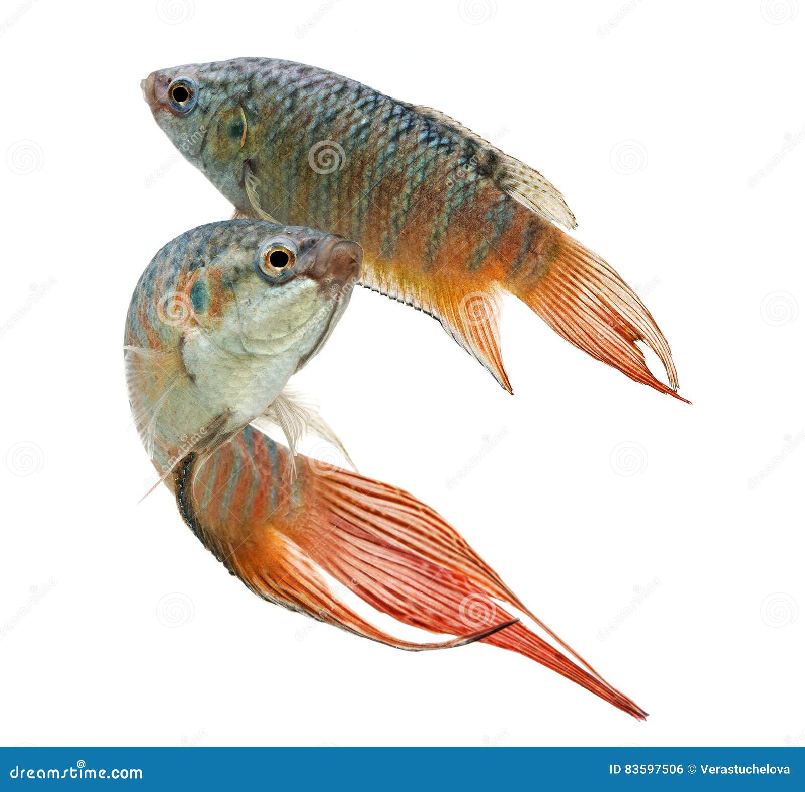 Macropodus Opercularis - Paradise Fish, Forktail Fightingfish Stock ...