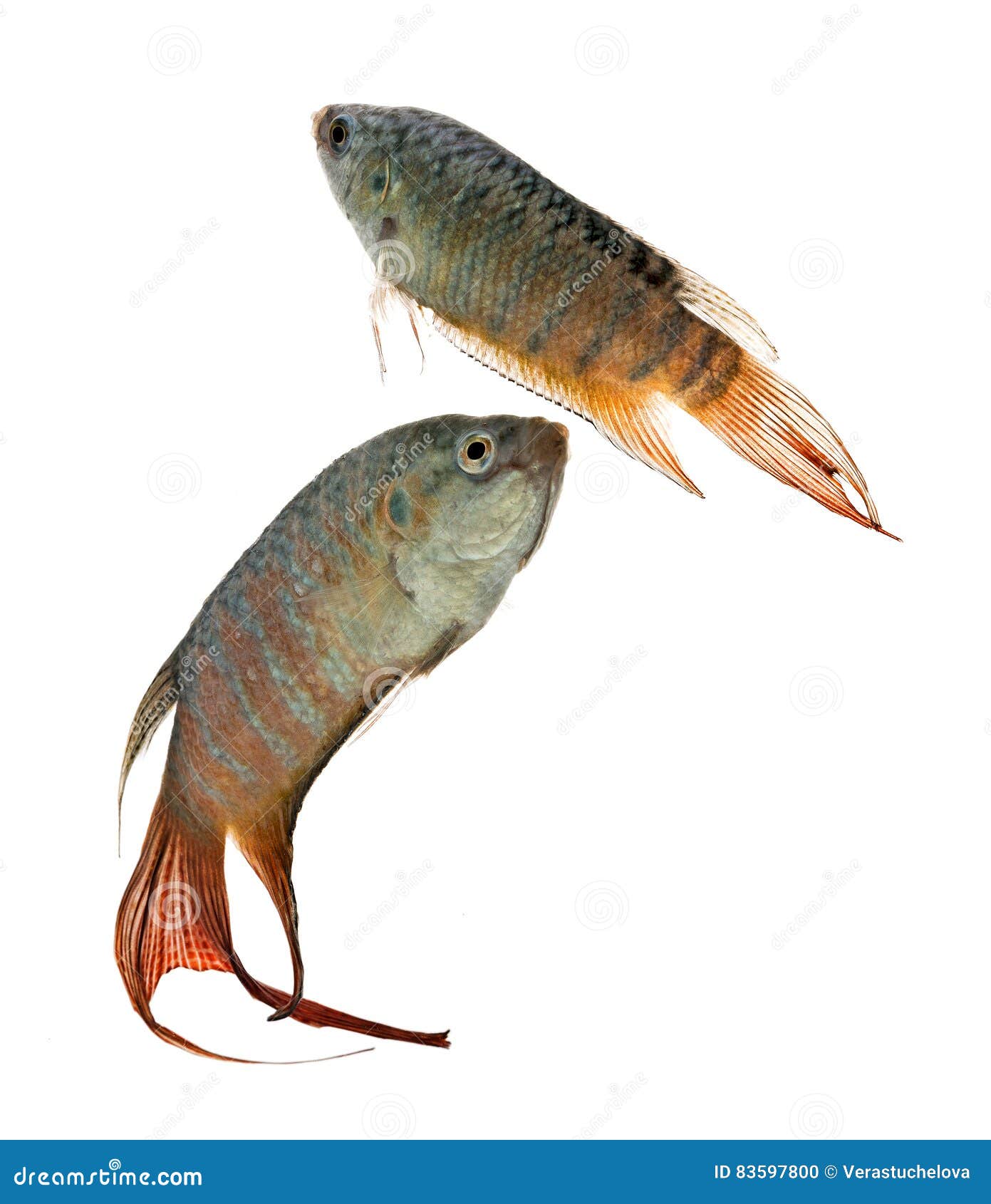 Macropodus Opercularis - Paradise Fish, Forktail Fightingfish Stock ...