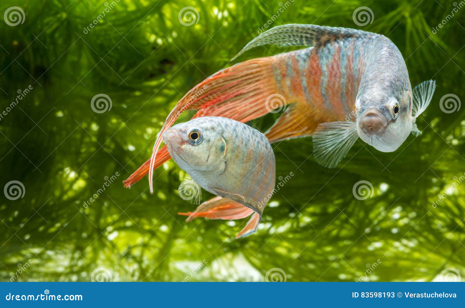 Macropodus Opercularis - Paradise Fish, Forktail Fightingfish Stock ...