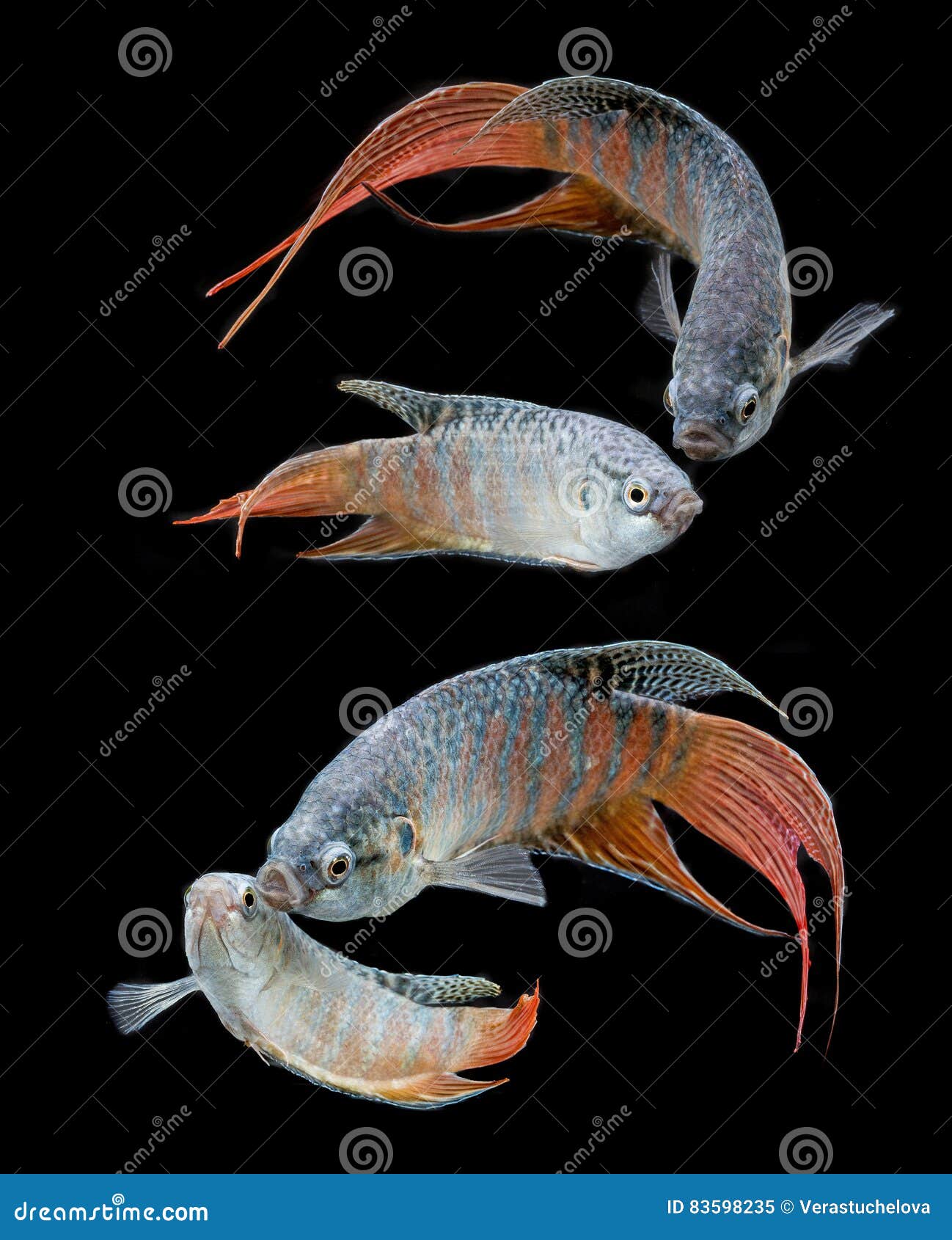 Macropodus Opercularis - Paradise Fish, Forktail Fightingfish Stock ...