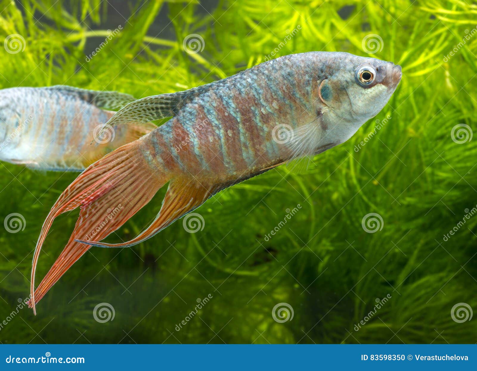 Macropodus Opercularis - Paradise Fish, Forktail Fightingfish Stock ...