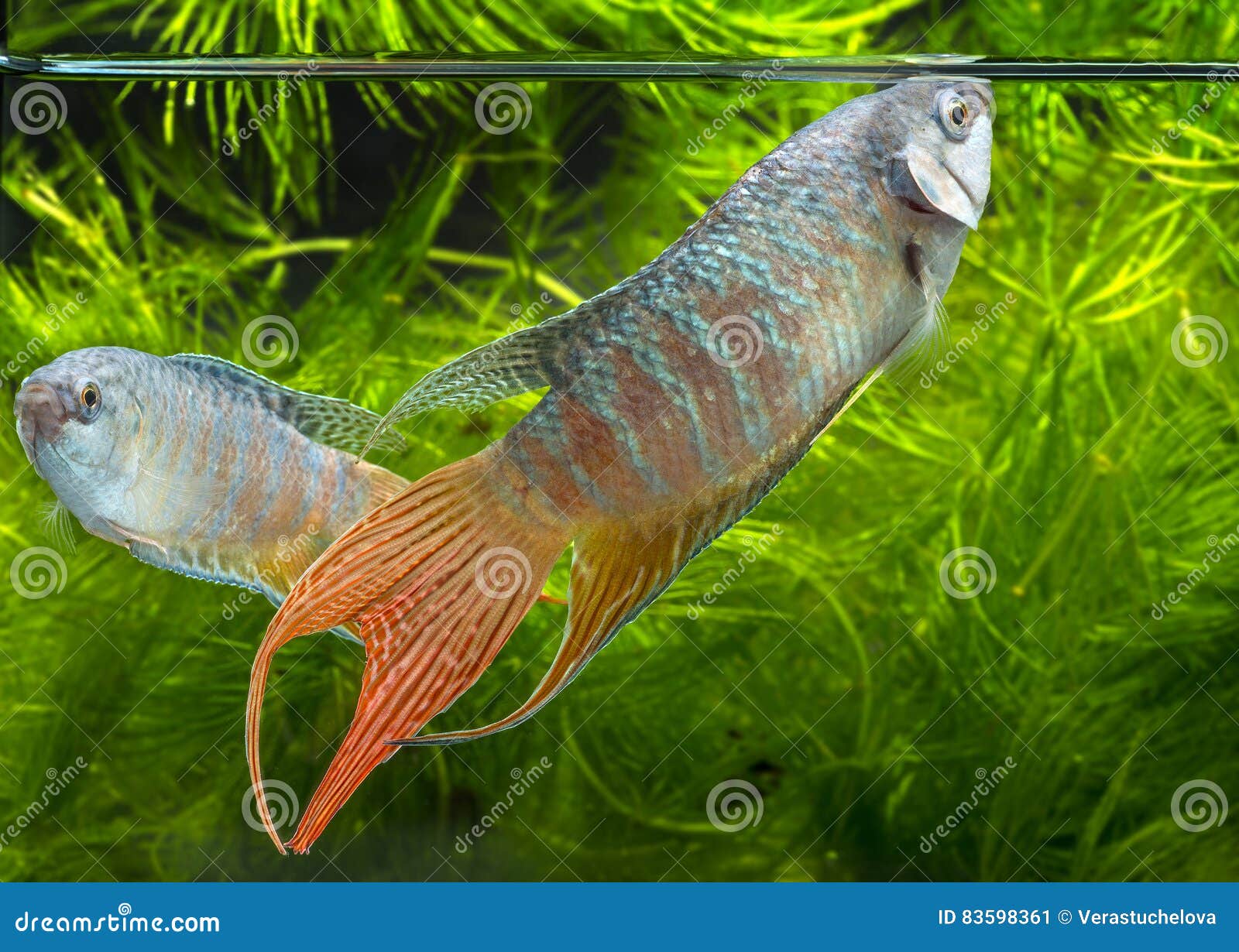 Macropodus Opercularis - Paradise Fish, Forktail Fightingfish Stock ...
