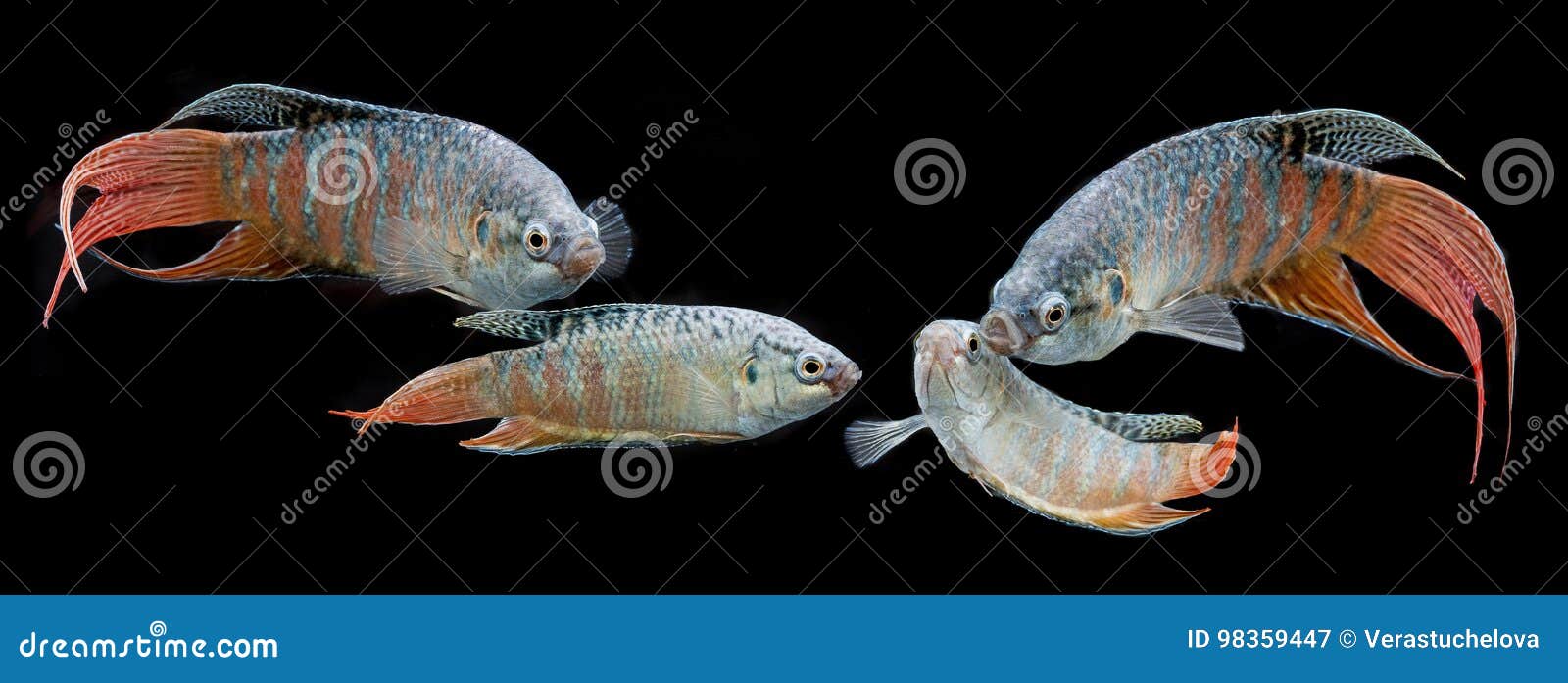 Macropodus Opercularis - Paradise Fish Stock Image - Image of fish ...