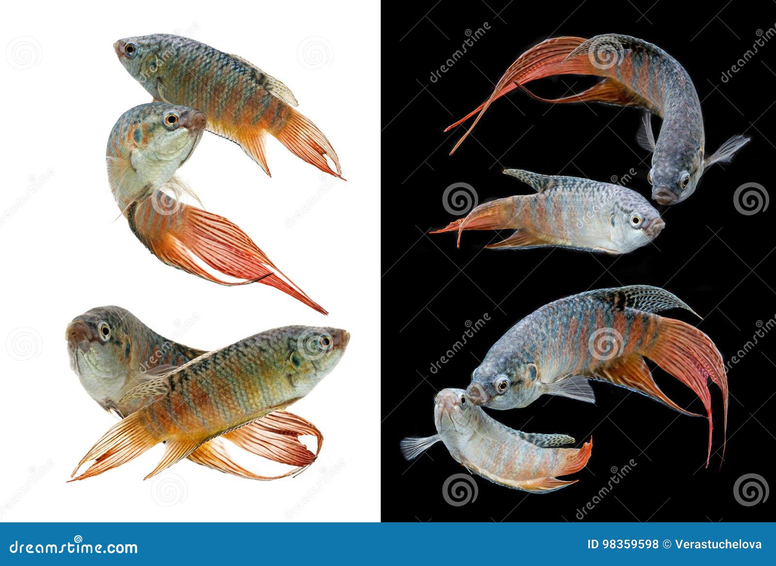 Macropodus Opercularis - Paradise Fish Stock Photo - Image of sliver ...