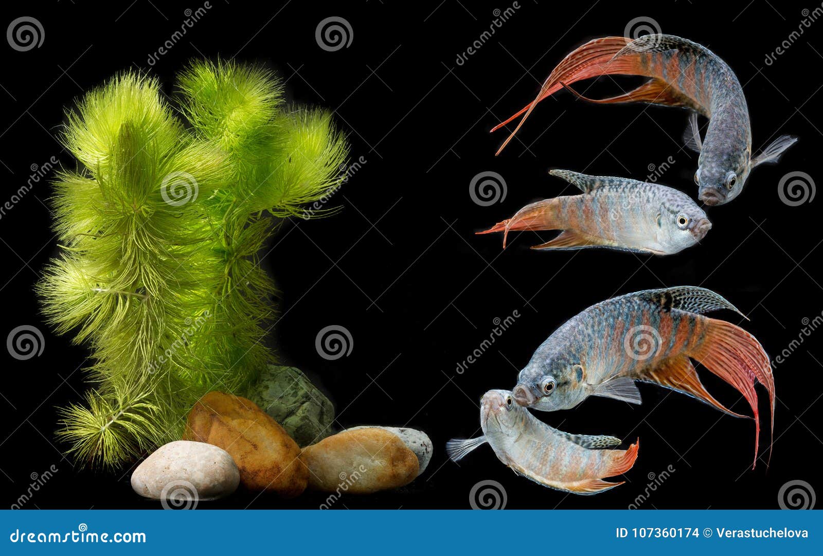 Macropodus Opercularis - Paradise Fish, Forktail Fightingfish Stock ...