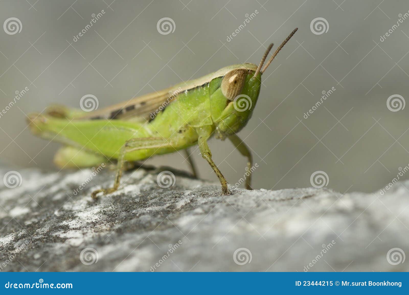 Macroshot of a Big Green Grasshopper Sitting Stock Image - Image of ...