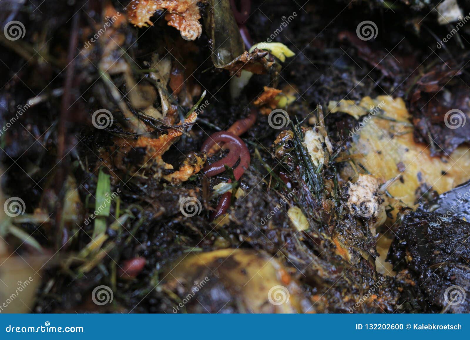 Macroshot of Earthworms in Soil Eisenia Fetida Stock Photo - Image of ...