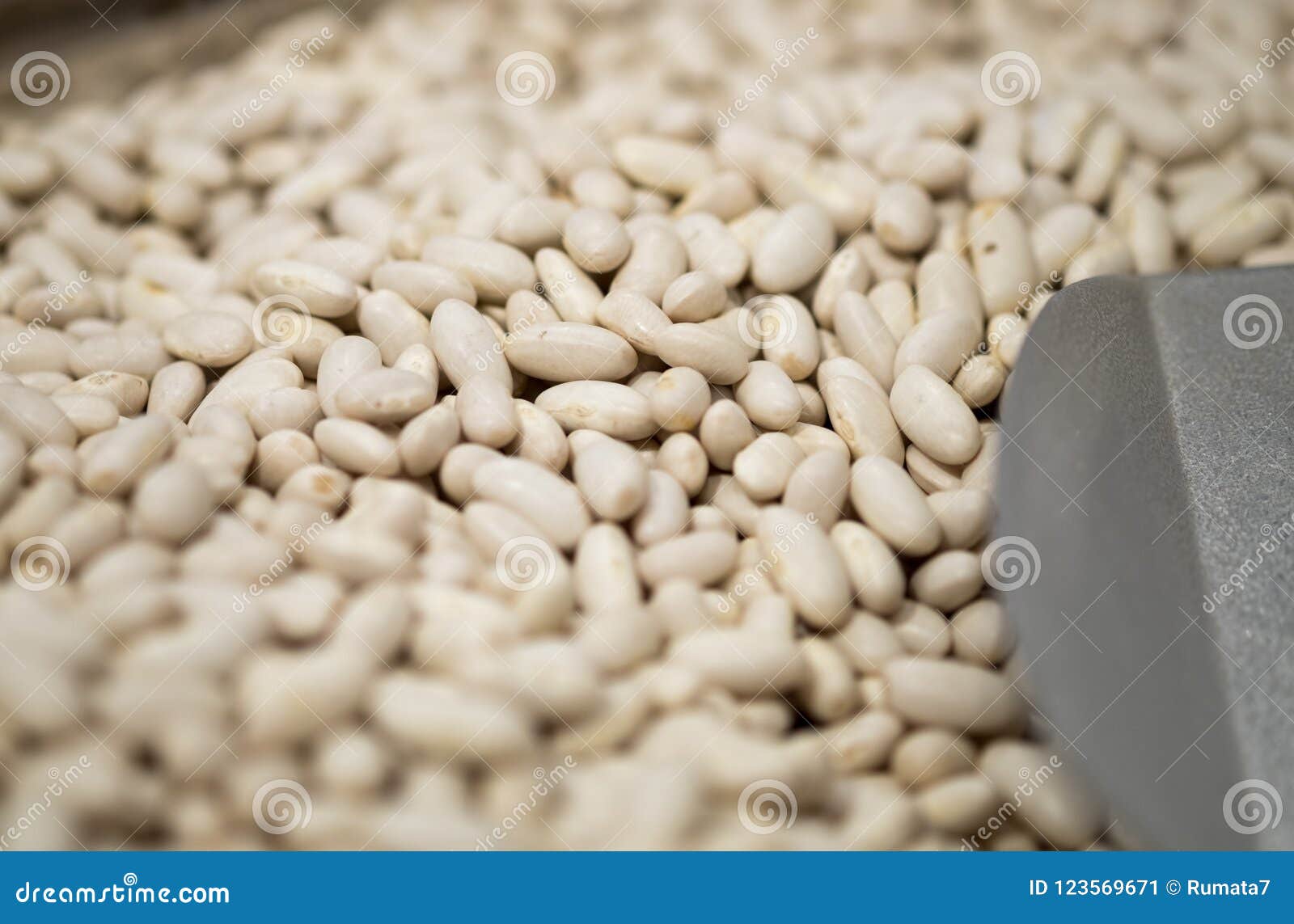 Macroshot Van Marineboon of Snijboon of Parelsnijboon Stock Afbeelding ...