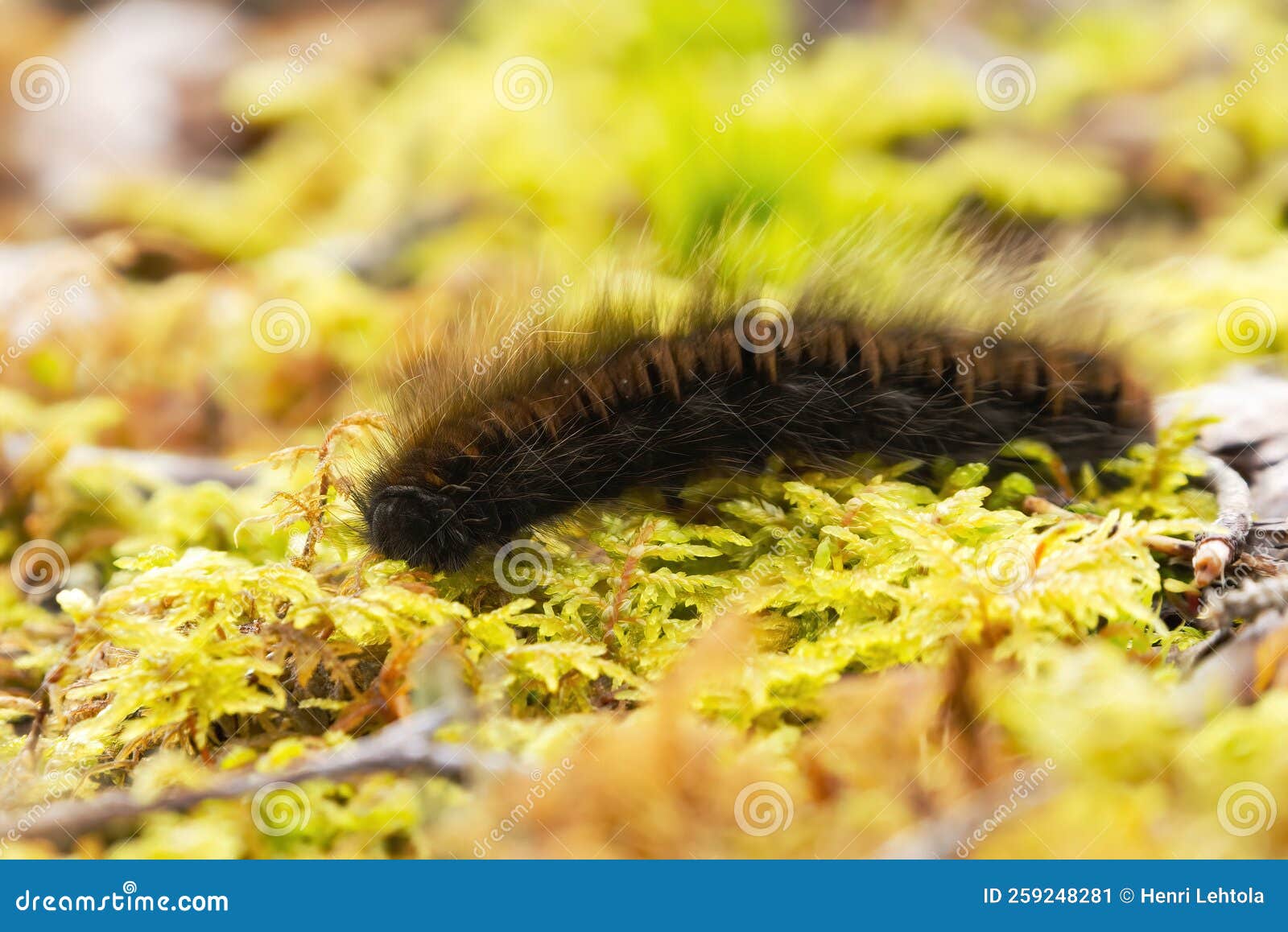 Macrothylacia Rubi, the Fox Moth Caterpillar Crawling in the Moss ...