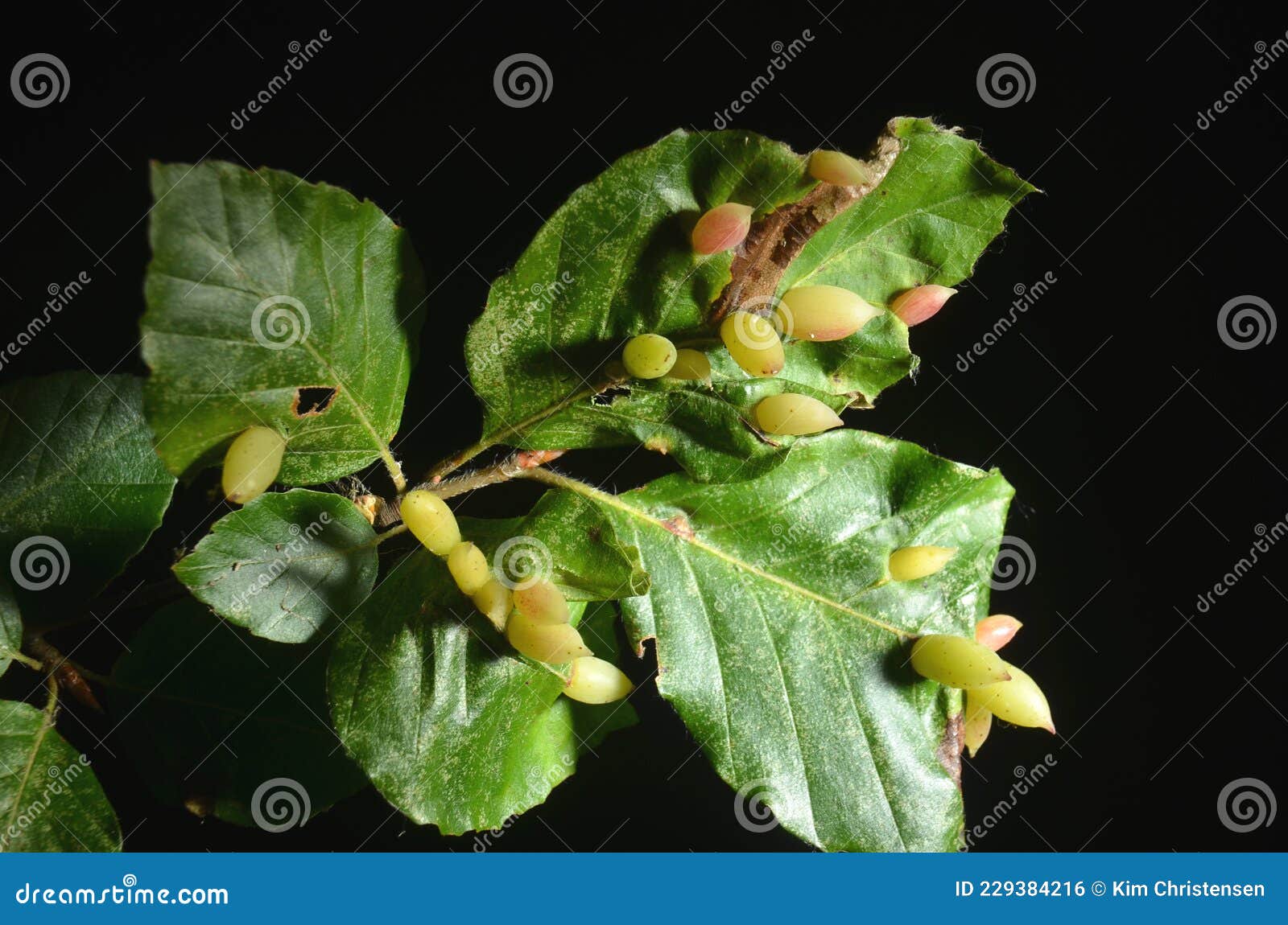 Oak Leaves With Galls Of Oak Gall Wasp Royalty-Free Stock Photo ...