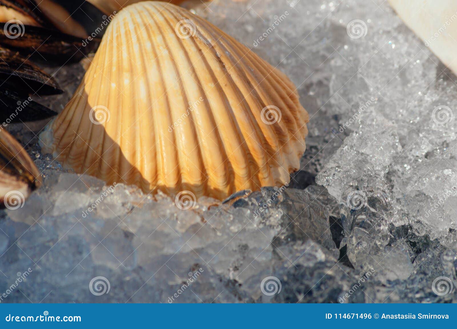 Macroview of Seashell on an Ice Stock Photo - Image of gourmet, fish ...