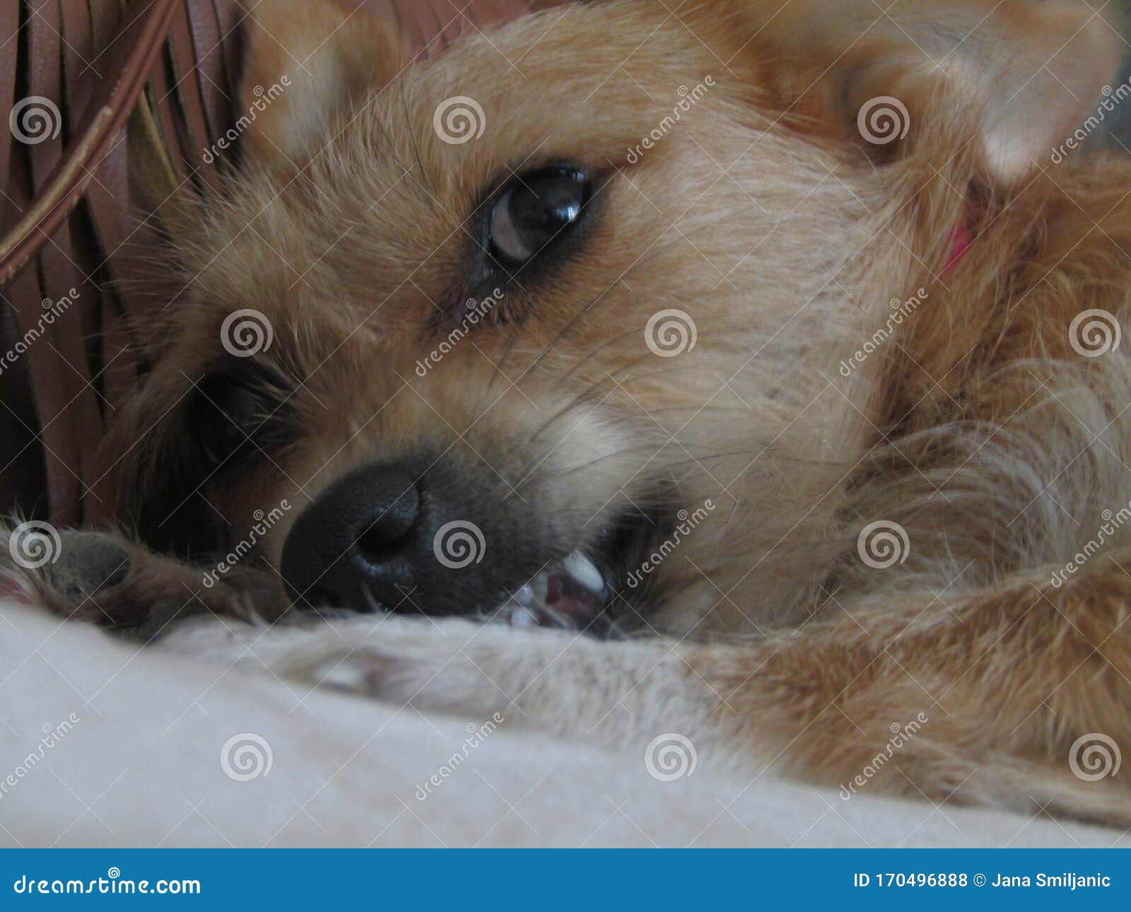 Mad and angry little doggo stock photo. Image of angry - 170496888
