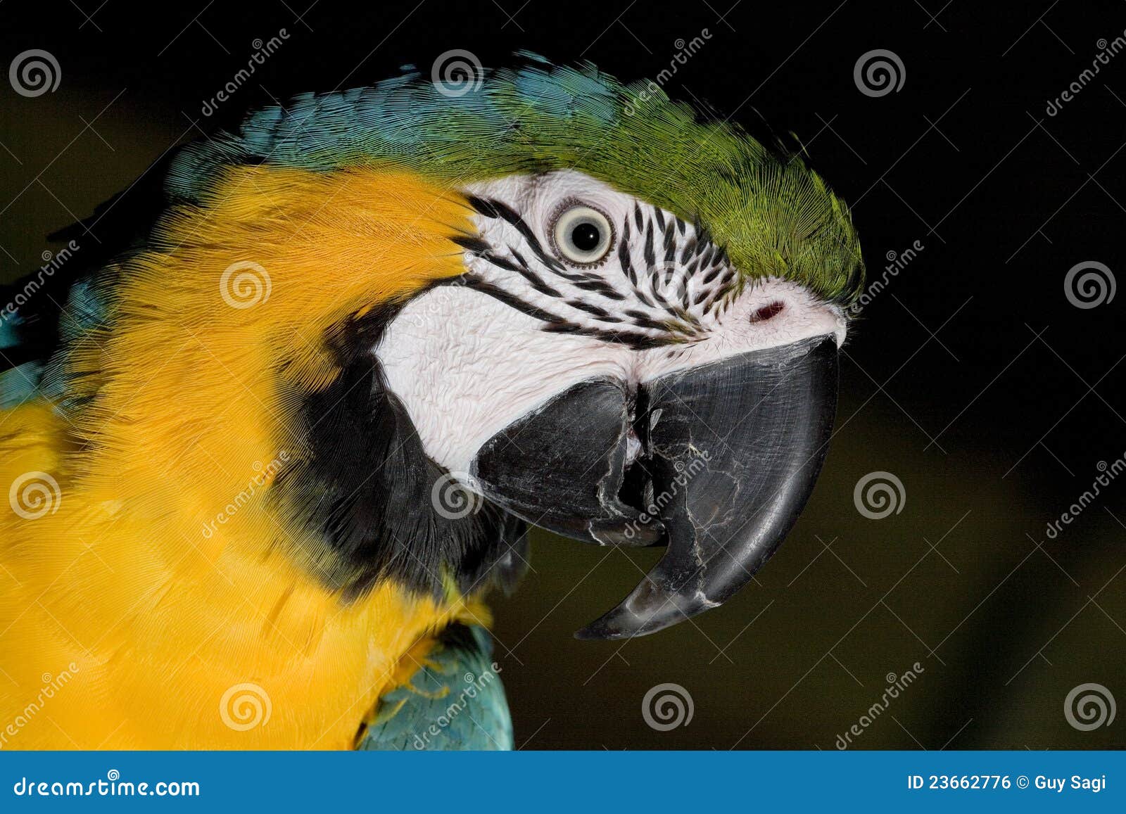 Mad bird stock photo. Image of beak, gold, bird, parrot - 23662776