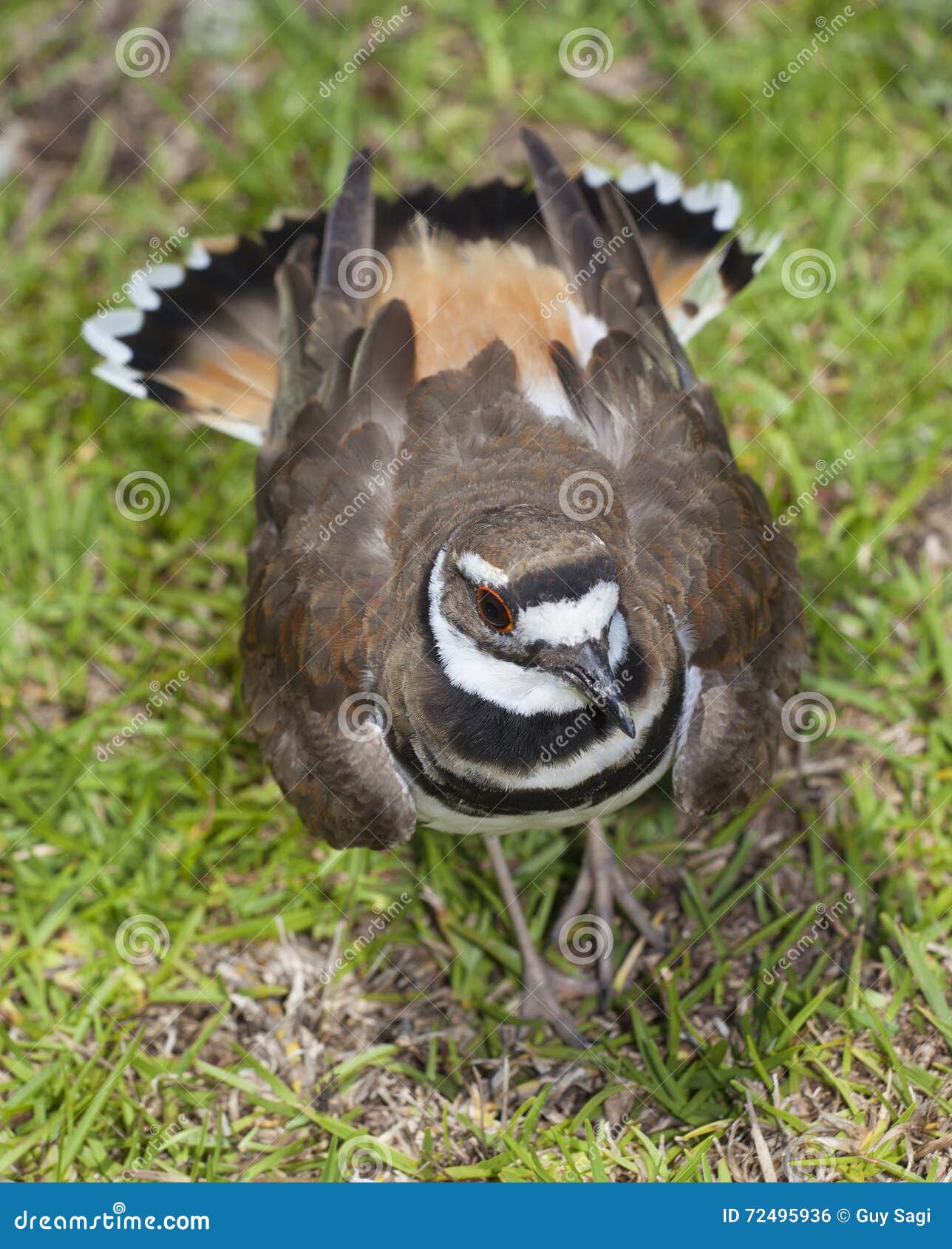 Mad bird stock photo. Image of bird, wild, grass, mouth - 72495936