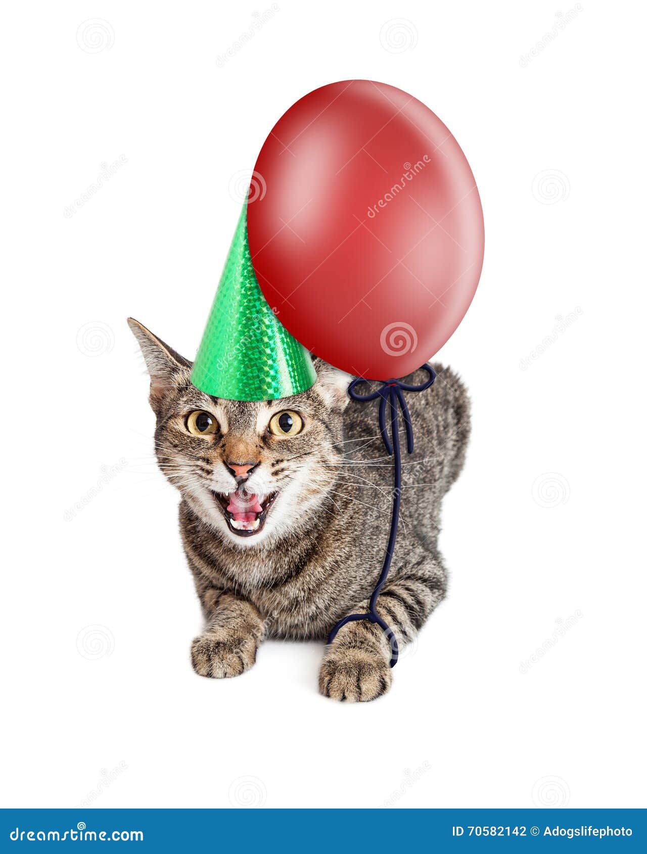 Angry Cat Happy Birthday