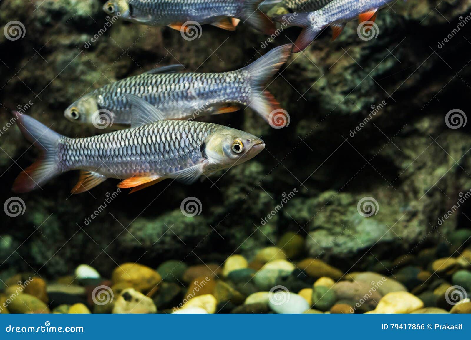 Mad carp, Sultan fish stock photo. Image of nature, activity - 79417866