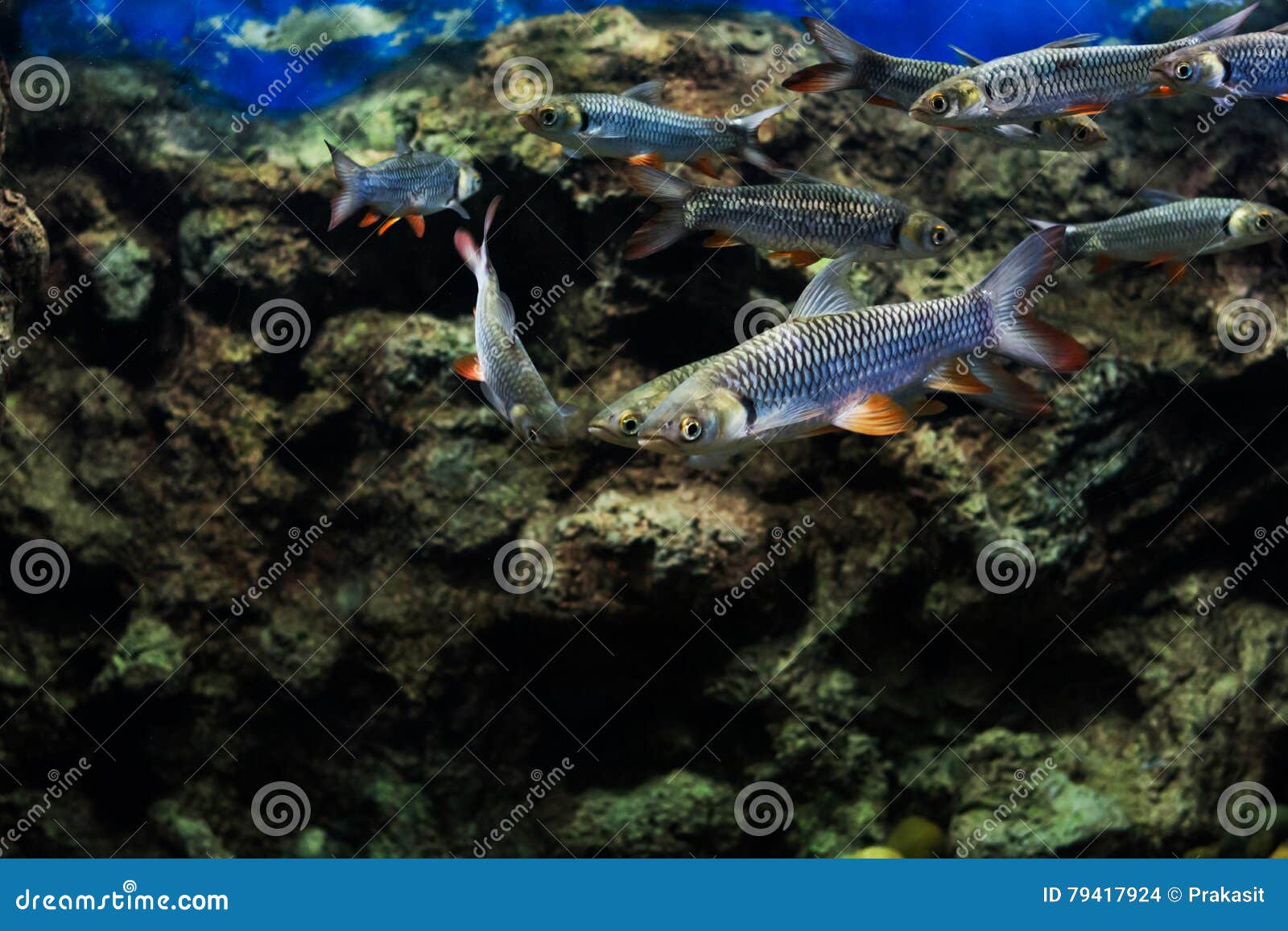Mad carp, Sultan fish stock photo. Image of marinelife - 79417924