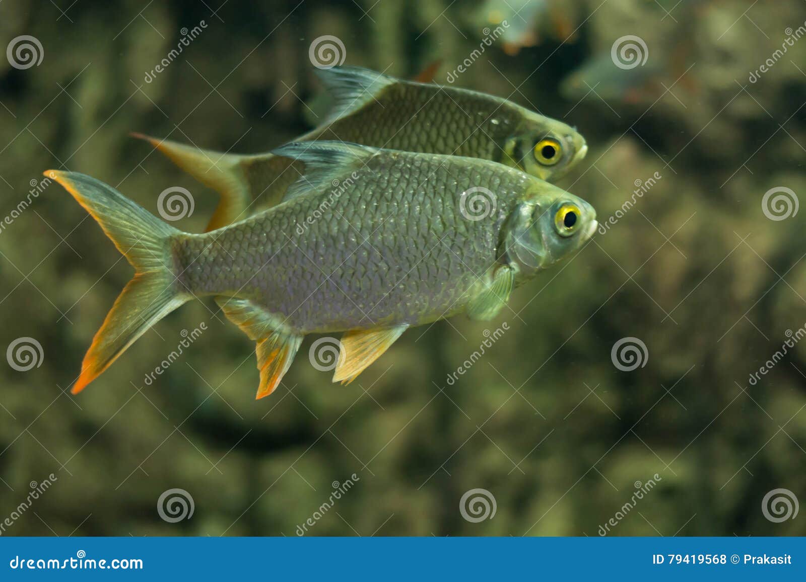 Mad carp, Sultan fish stock photo. Image of nature, icon - 79419568
