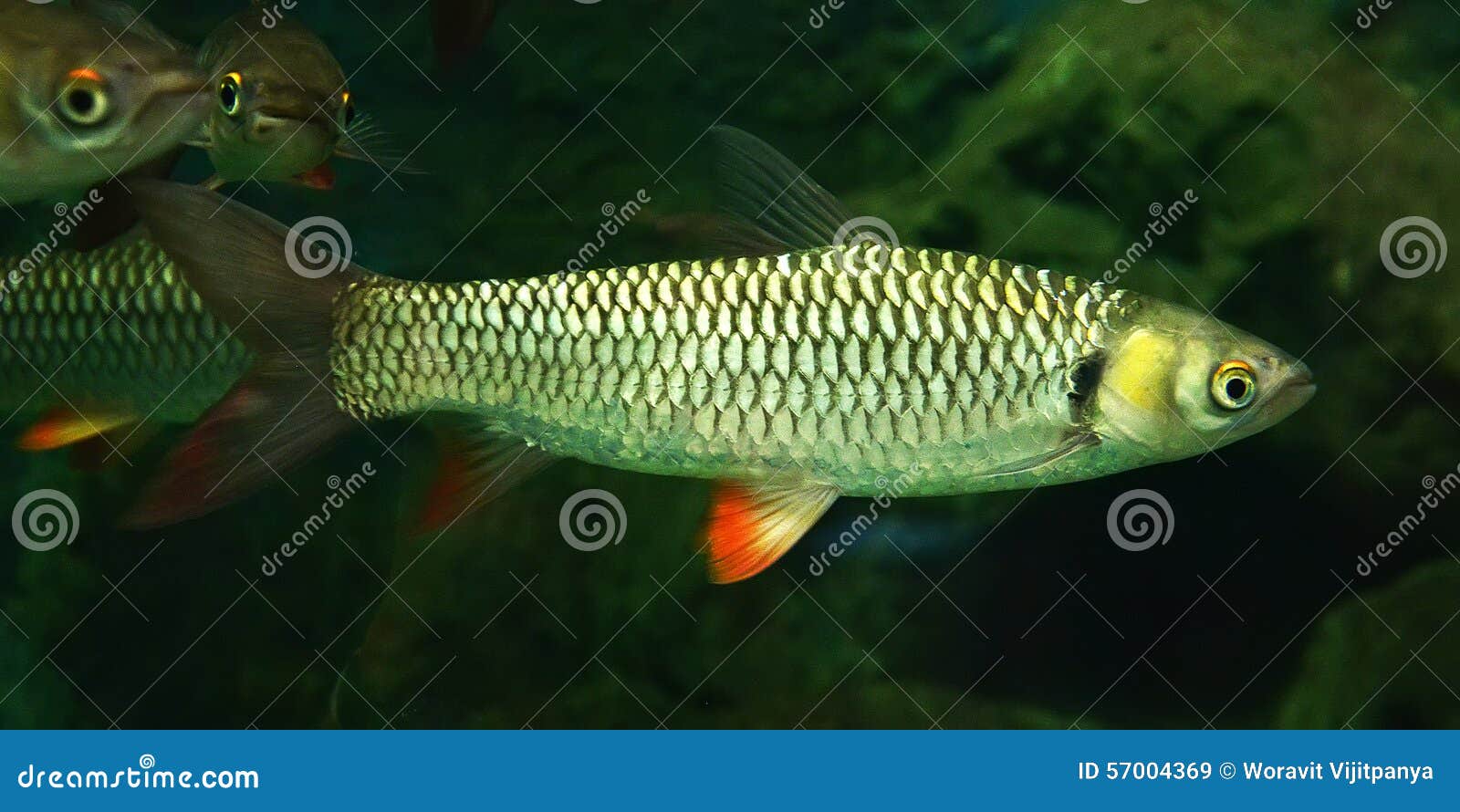 Mad carp, Sultan fish stock image. Image of ecology, ocean - 57004369