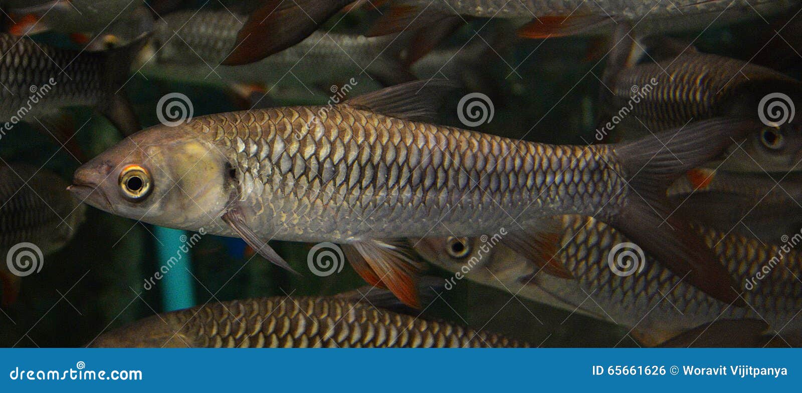 Mad carp stock photo. Image of bass, marinelife, elements - 65661626