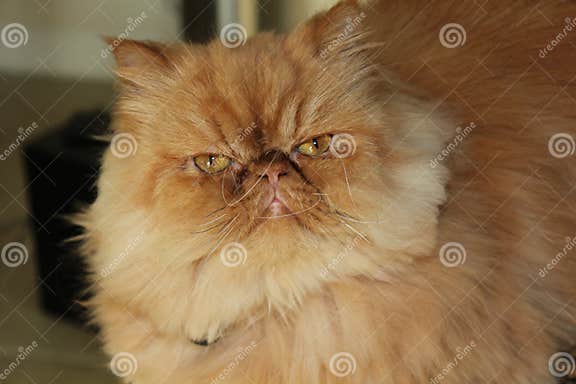Mad Cat stock image. Image of orange, madness, face - 120746797