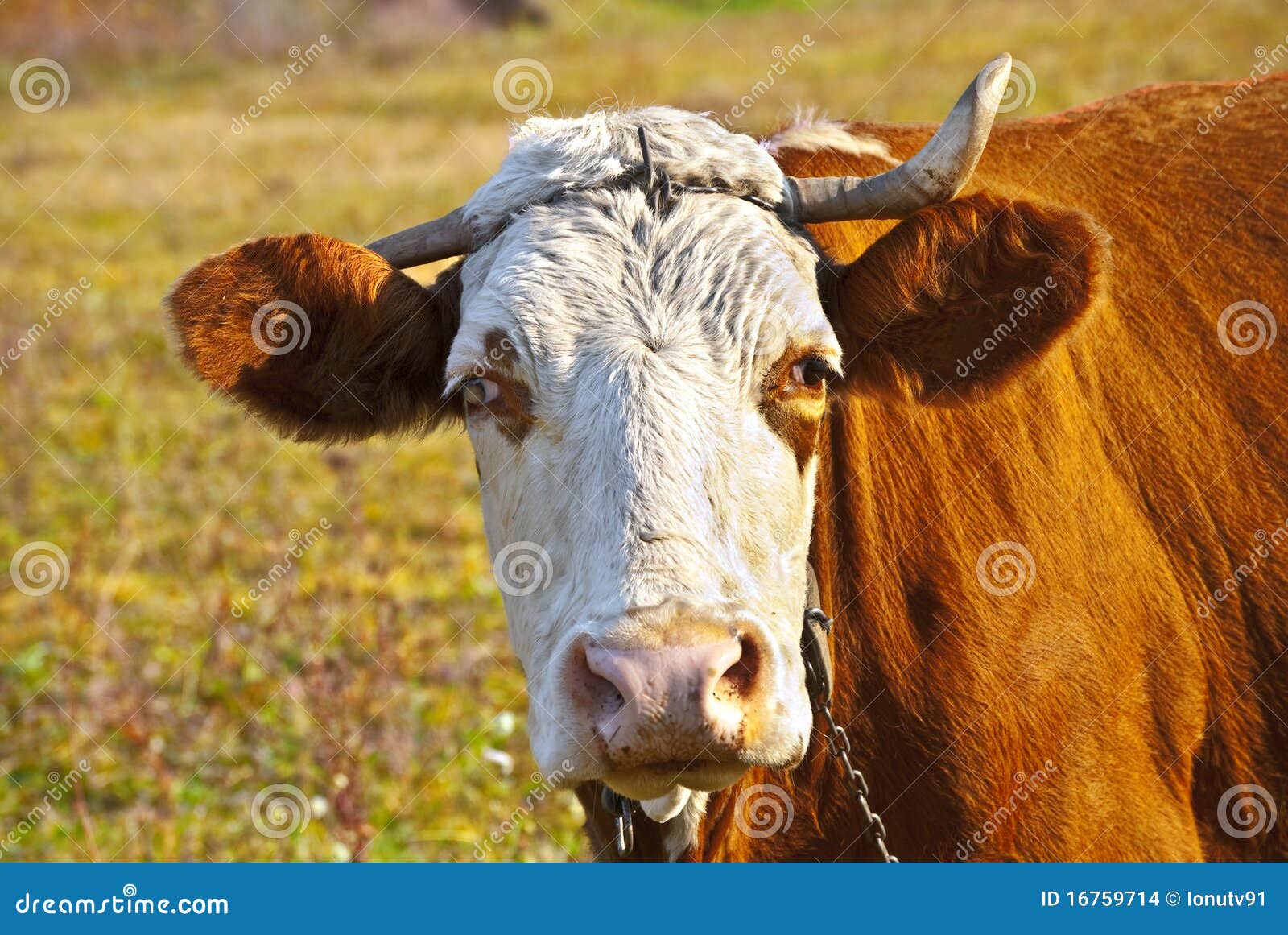 Mad cow stock photo. Image of blind, white, green, lock - 16759714