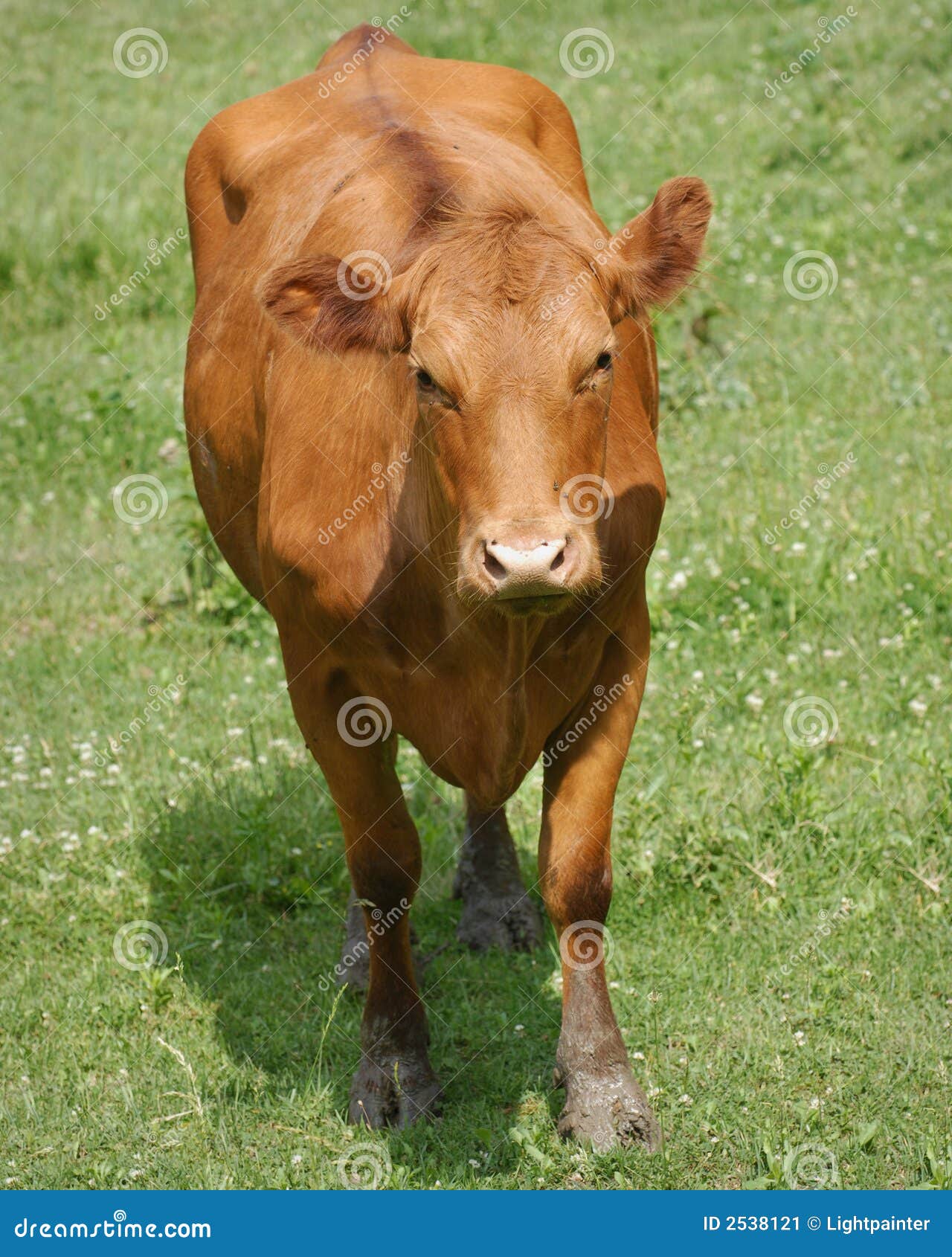 Mad cow stock image. Image of grass, eartags, farm, white - 2538121