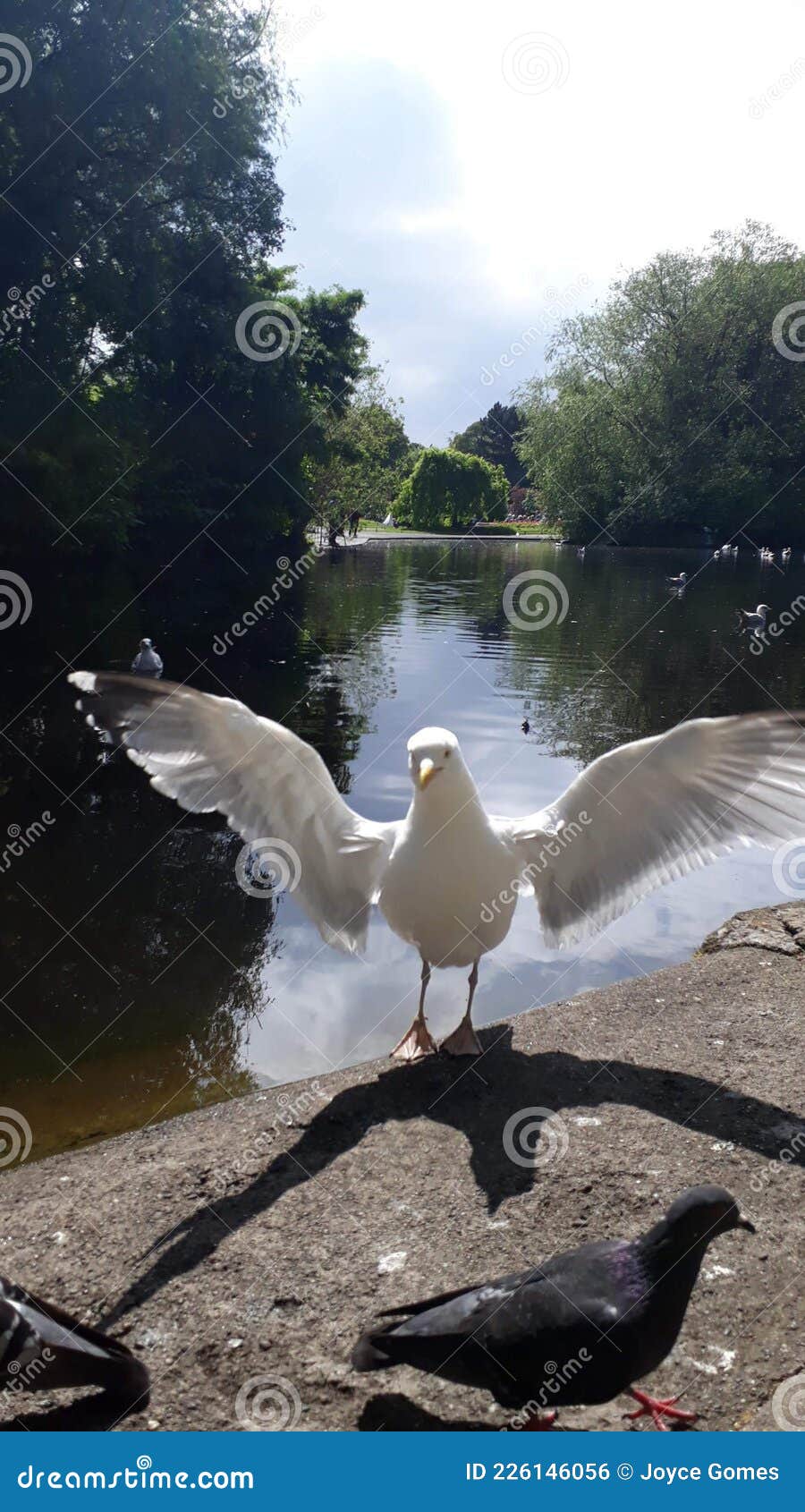 Mad and crazy seagull stock photo. Image of swan, crazy - 226146056