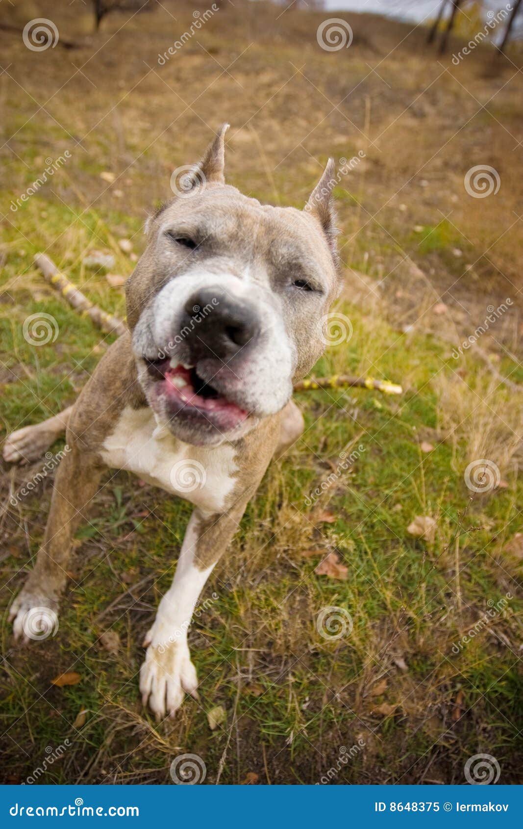 Mad dog stock image. Image of beauty, hunting, mammal - 8648375