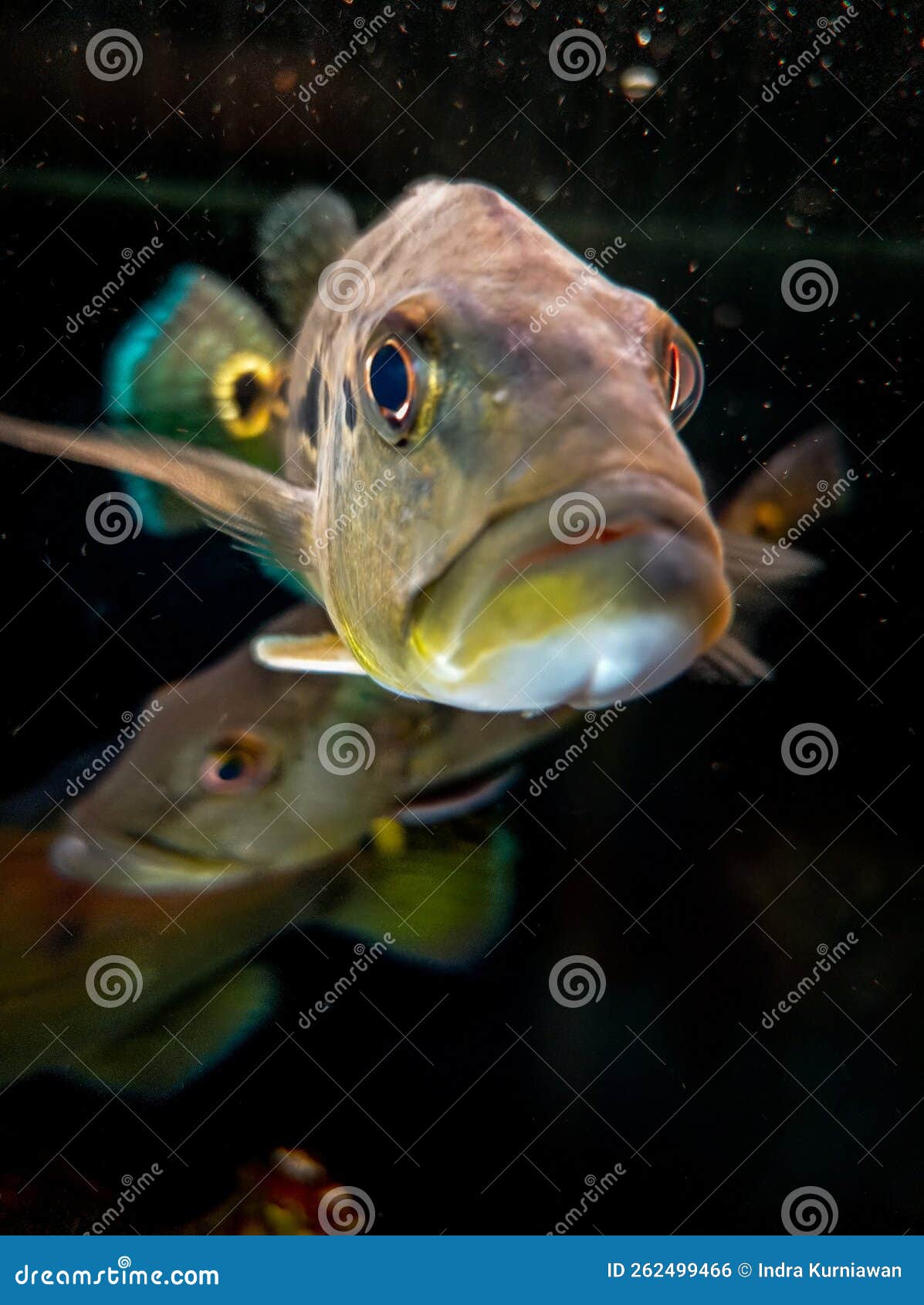 A mad fish on aquarium stock photo. Image of colony - 262499466