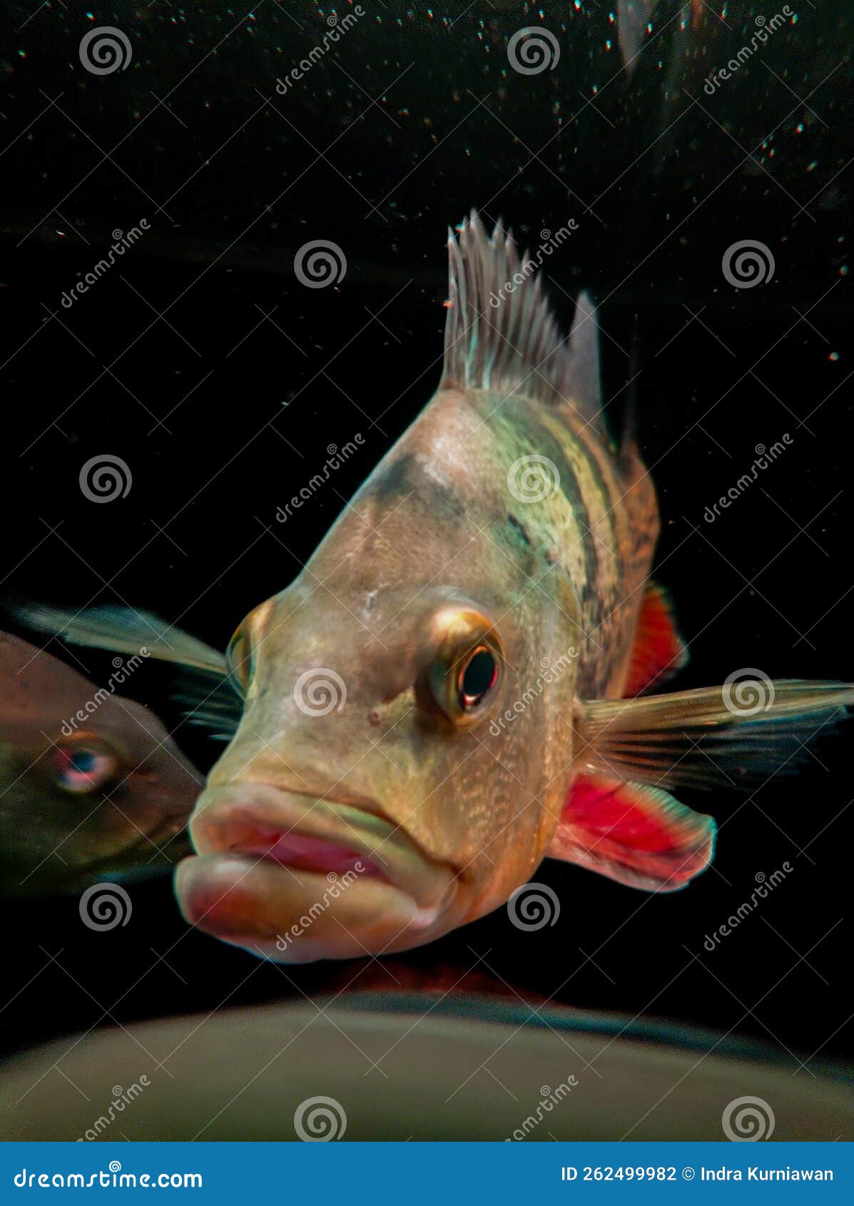 A mad fish on aquarium stock photo. Image of chana, clear - 262499982