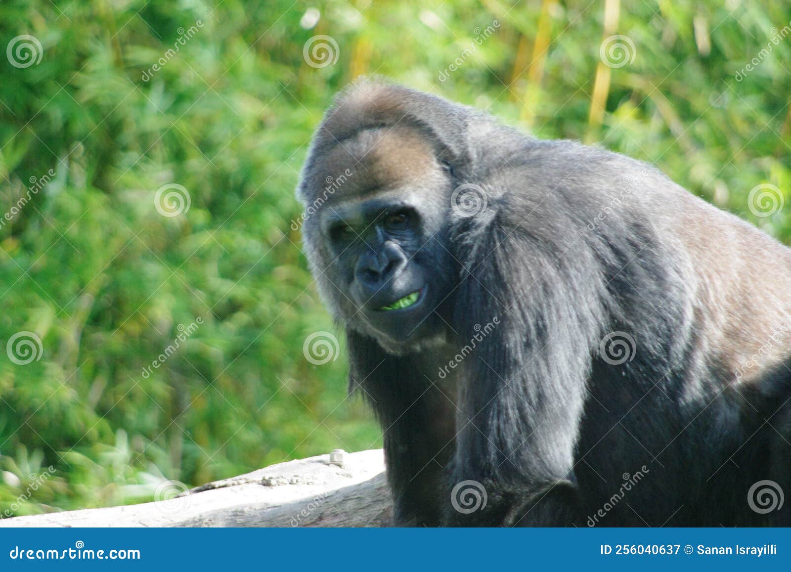 A Fearsome Looking Gorilla with Clenched Teeth Stock Image - Image of ...