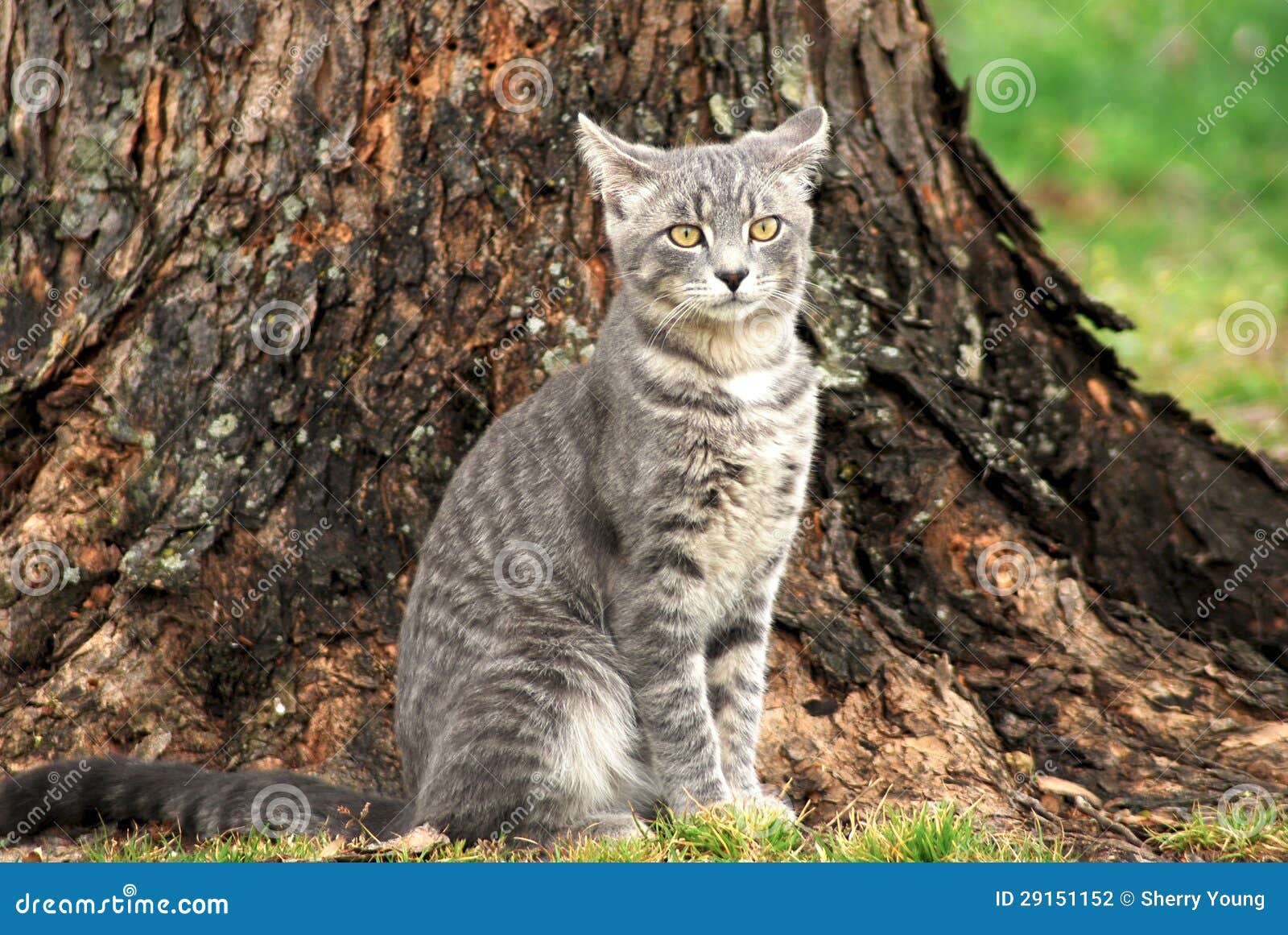 Mad Kitty stock photo. Image of irritation, domestic - 29151152