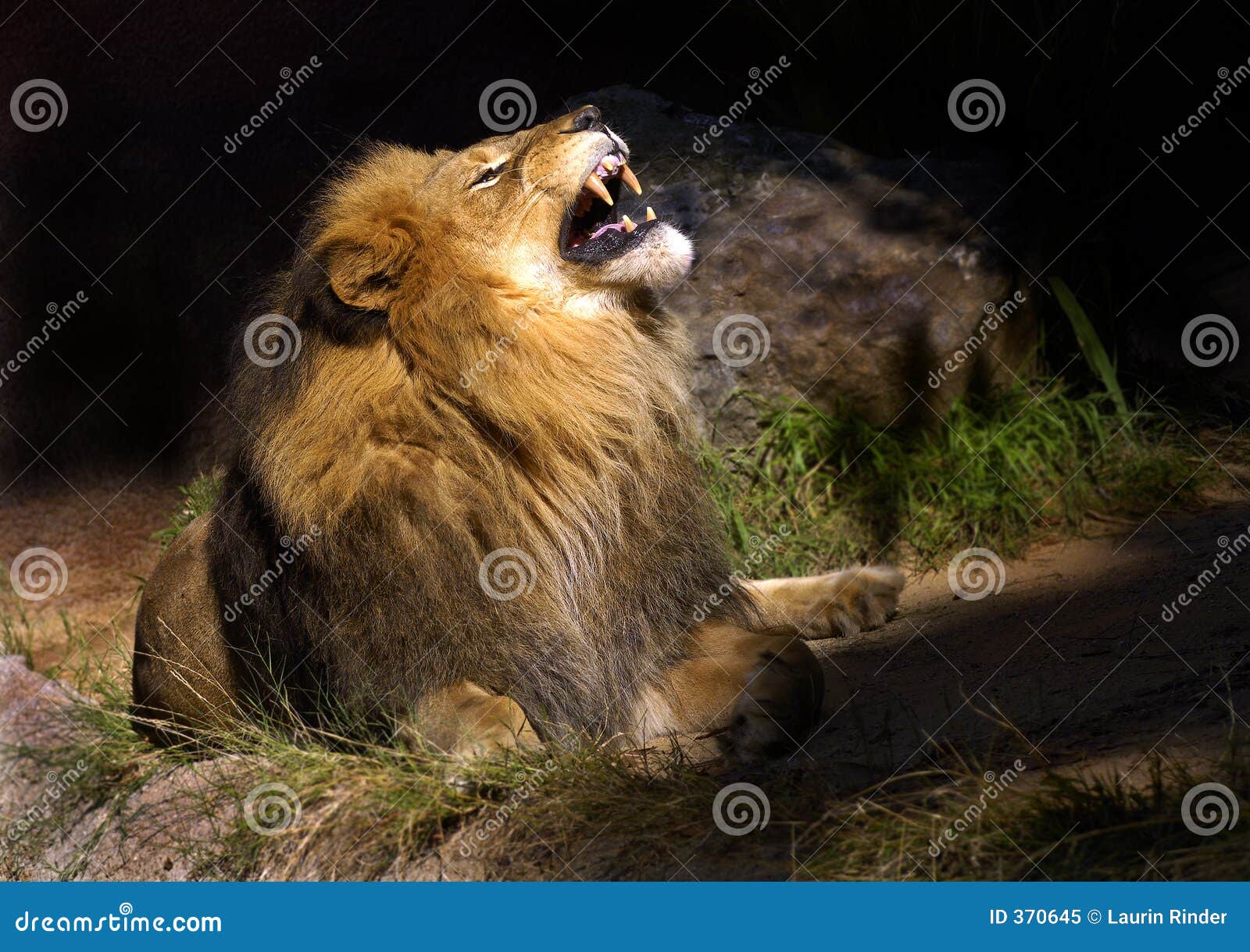 Mad Lion stock image. Image of roar, background, ferocious - 370645