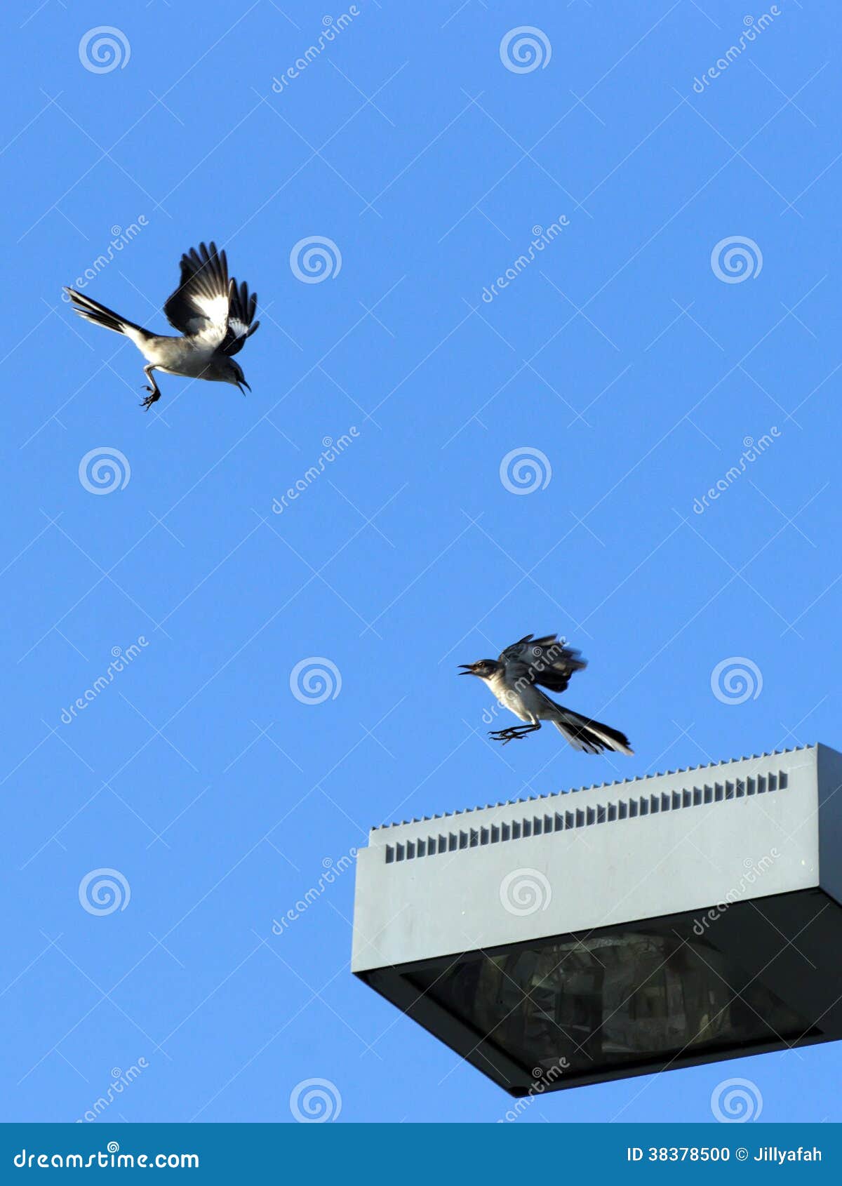 Mad Mockingbirds stock photo. Image of pattern, florida - 38378500