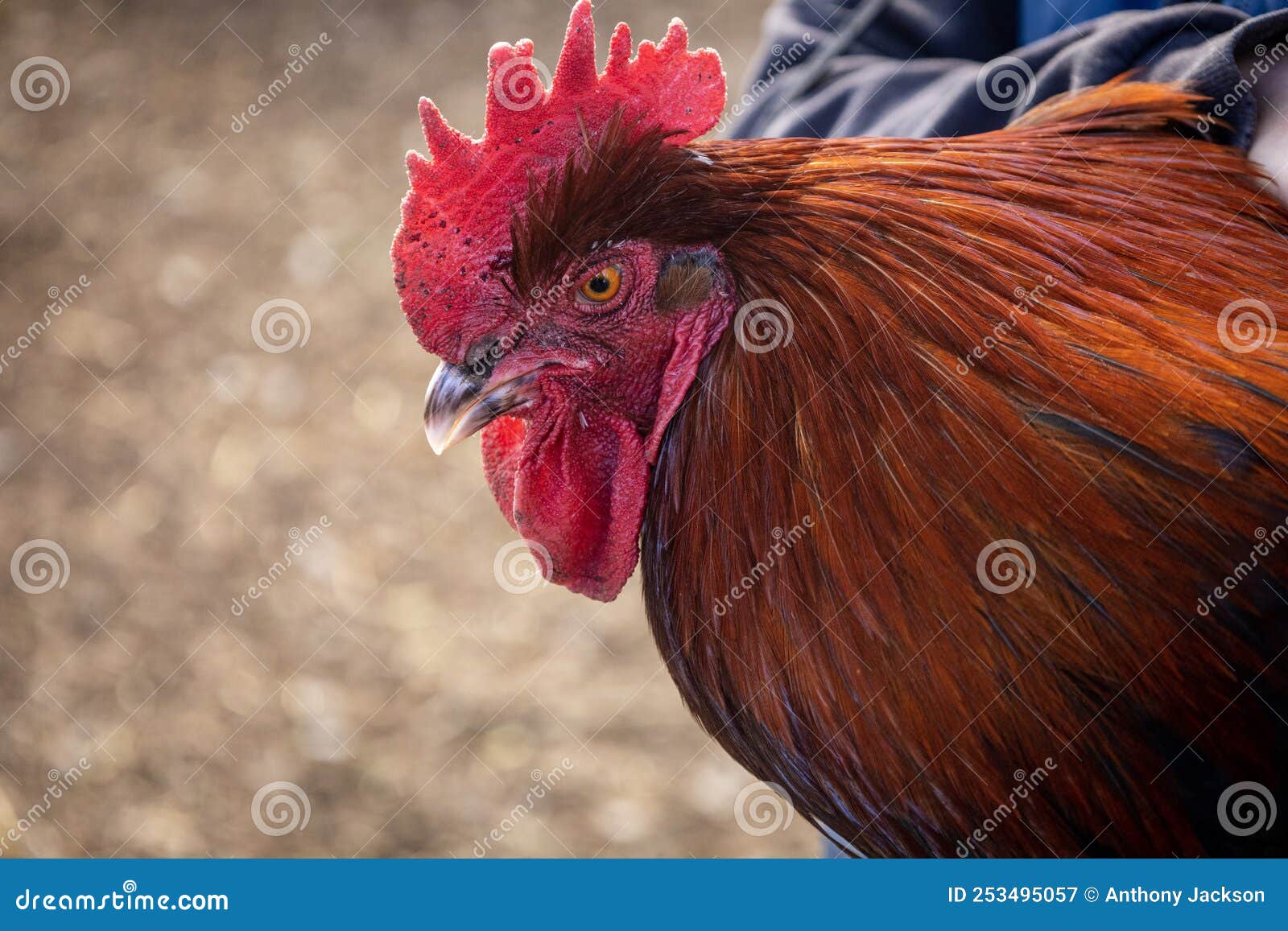 Mad Rooster stock image. Image of colored, brightly - 253495057