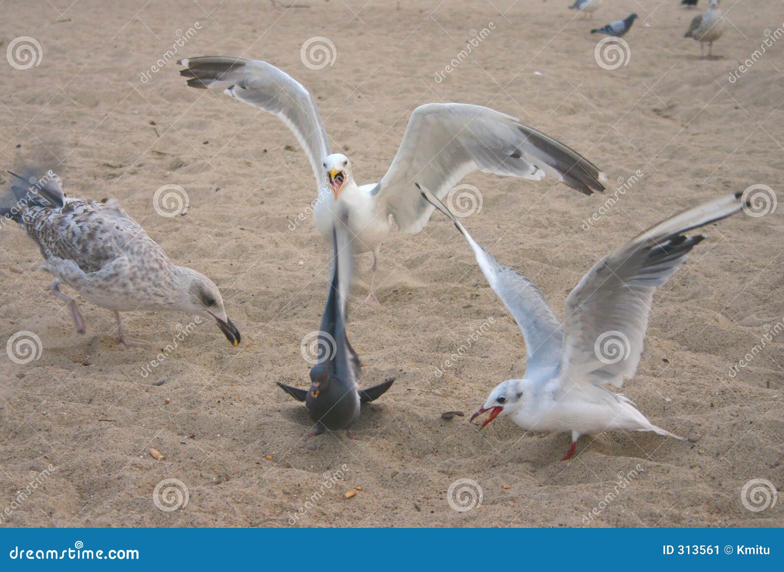 Mad seagull stock image. Image of flock, flap, angry, coastline - 313561